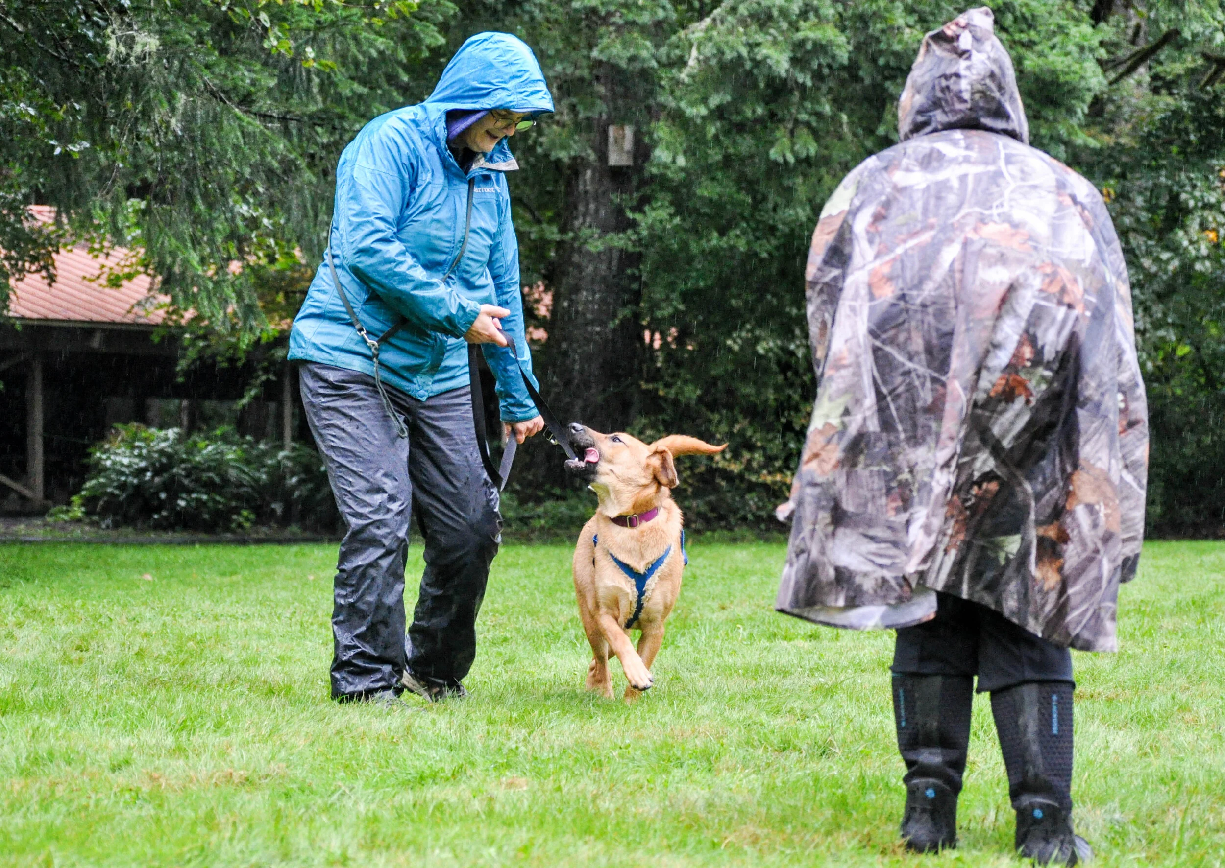 Fall Pull Clinic — Cascade Sled Dog Club