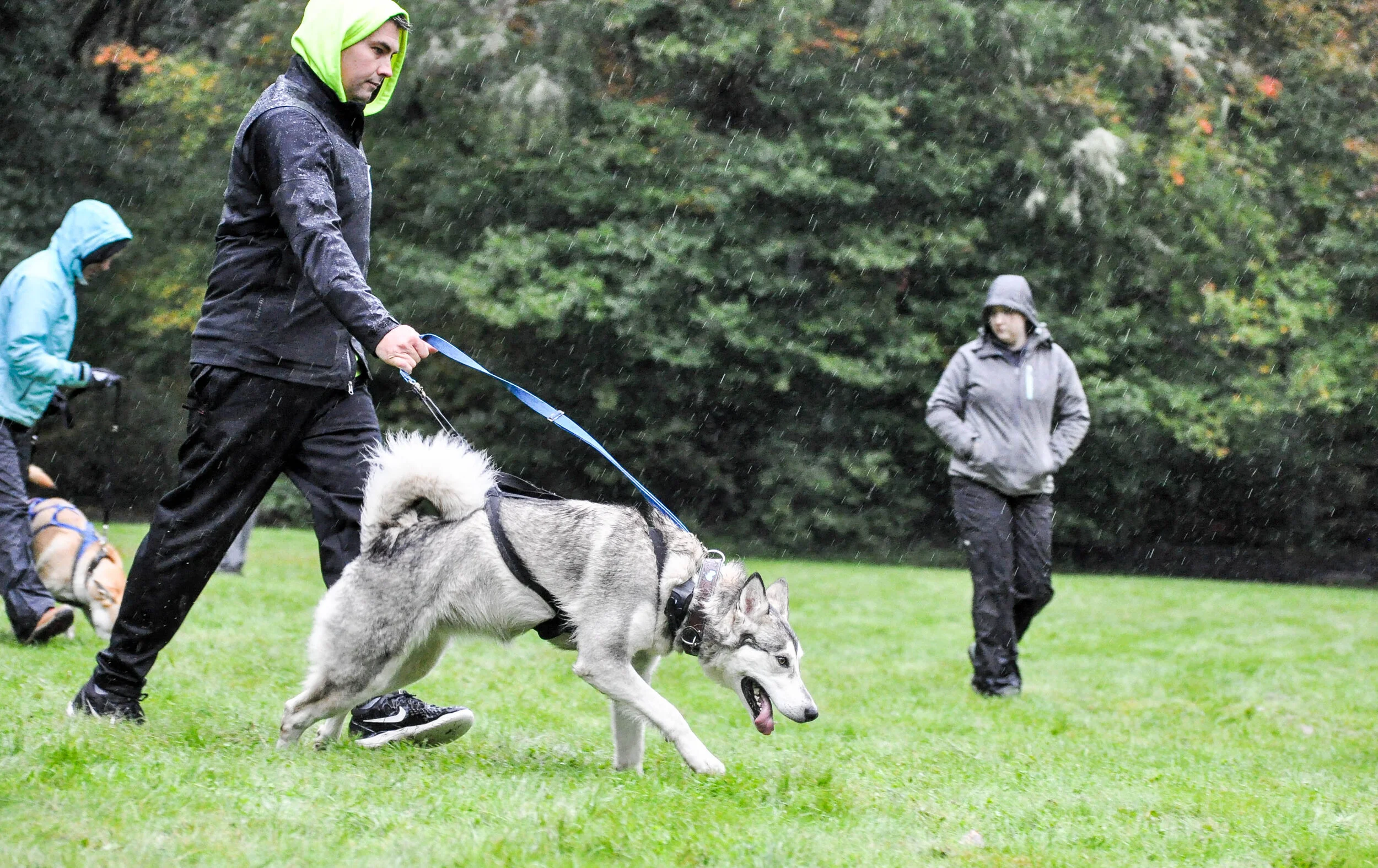 Fall Pull Clinic — Cascade Sled Dog Club