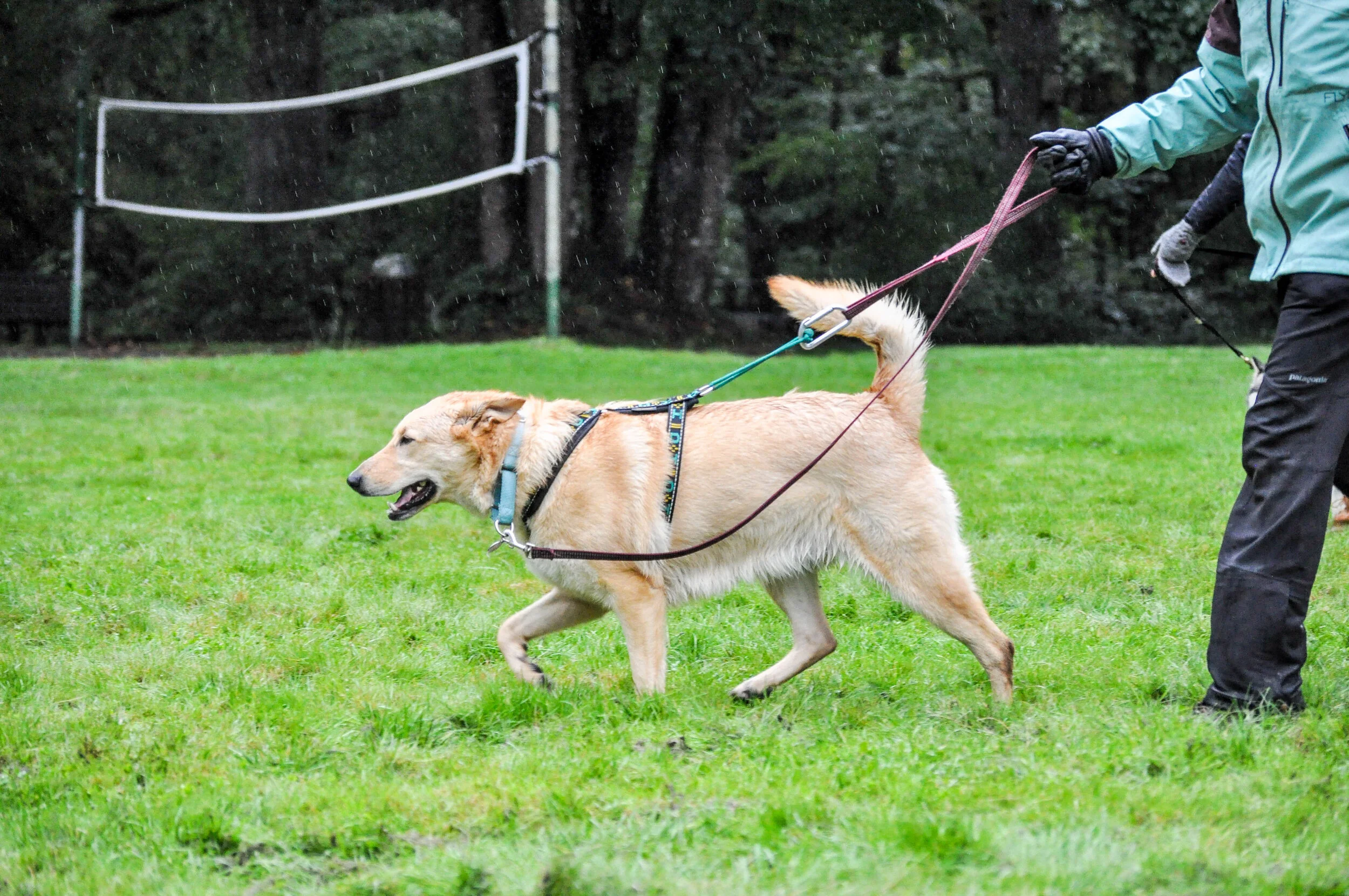 Fall Pull Clinic — Cascade Sled Dog Club