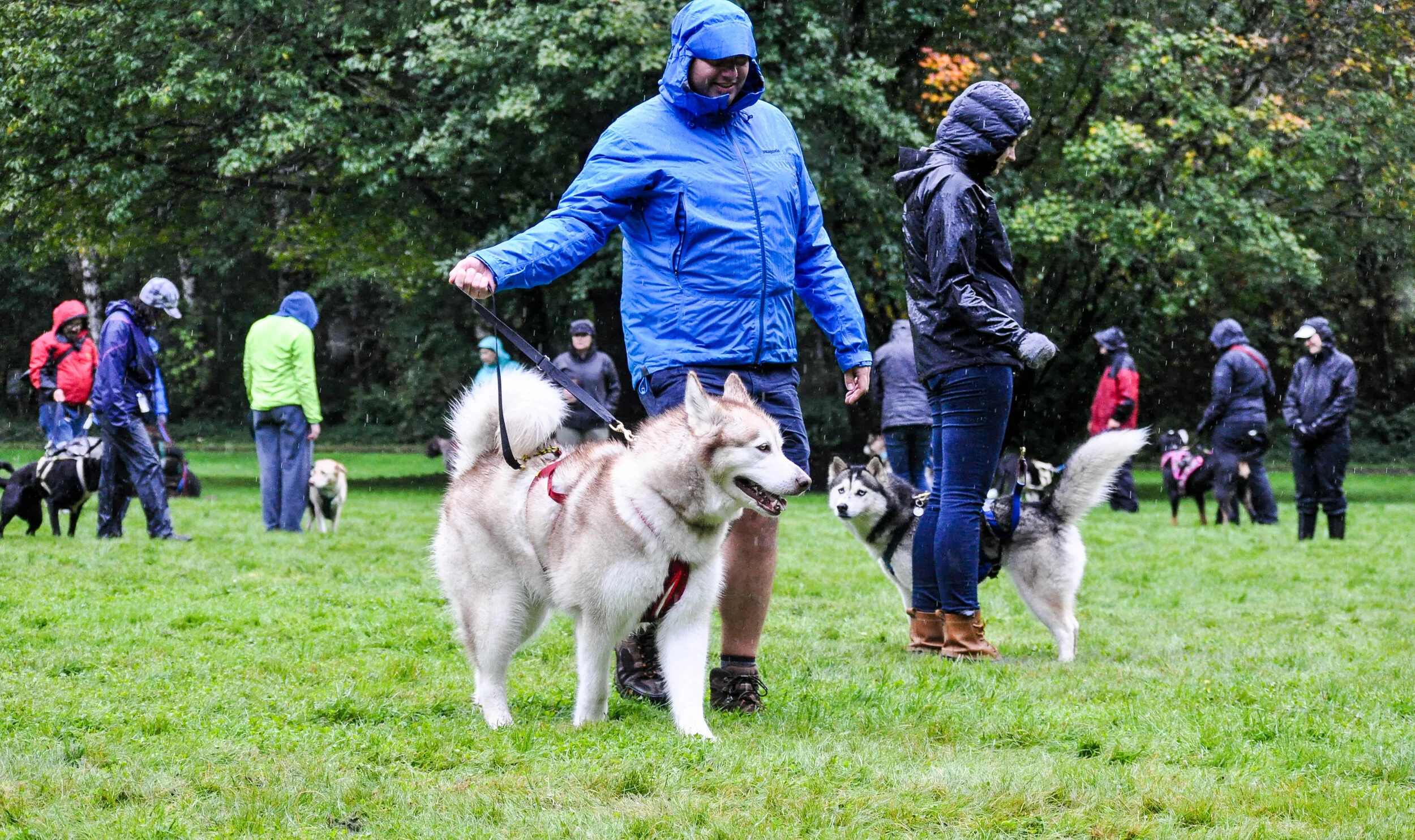 Fall Pull Clinic — Cascade Sled Dog Club