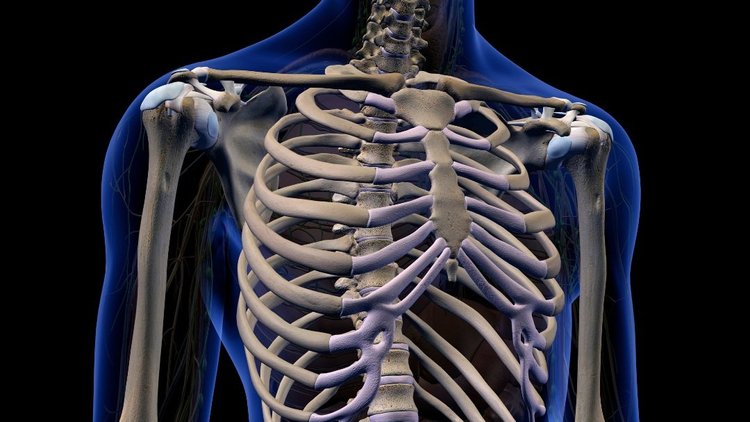 Anatomy and Exercise Science Basics: Fundamentals Every Personal ...