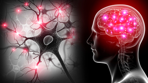 Anatomy and Exercise Science Basics: Fundamentals Every Personal ...