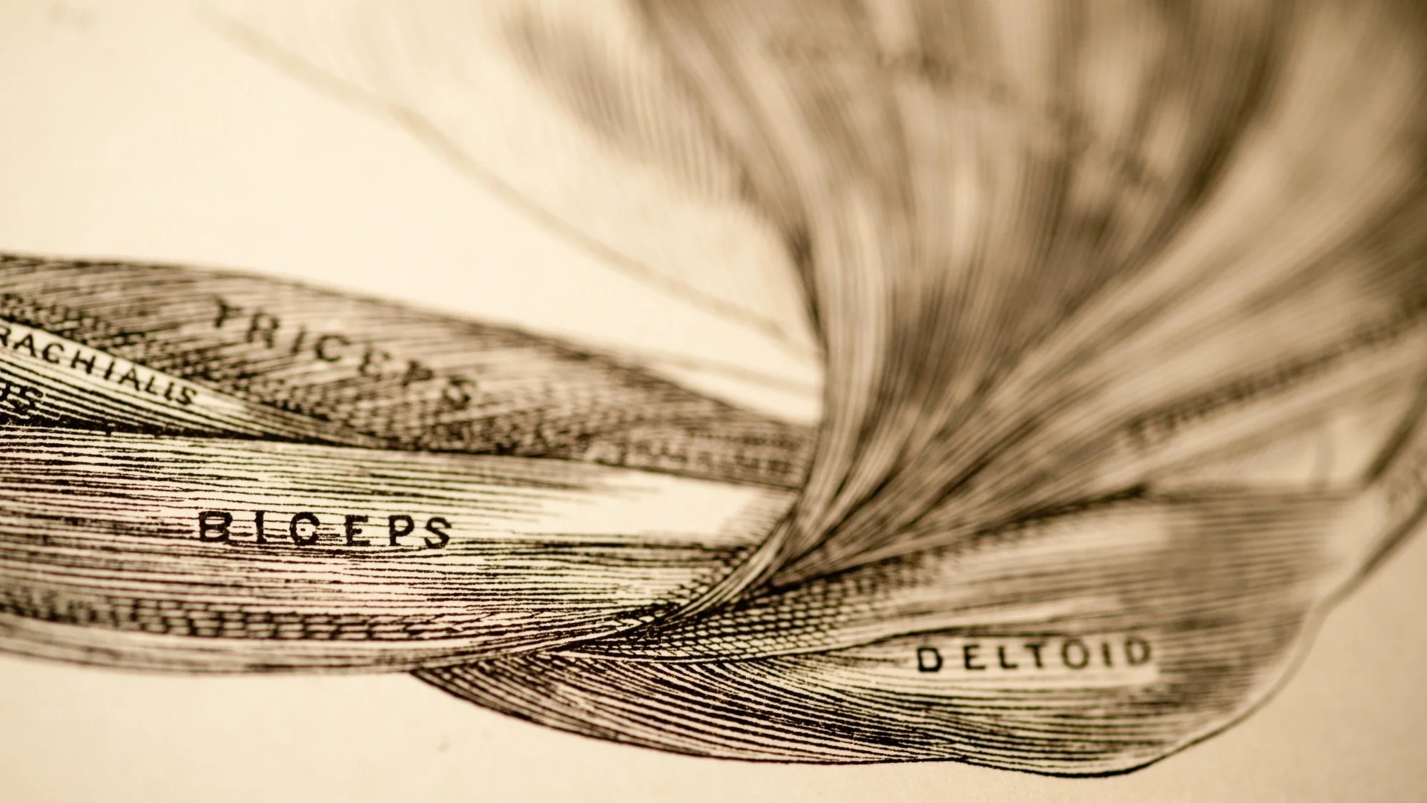 Anatomy and Exercise Science Basics: Fundamentals Every Personal ...