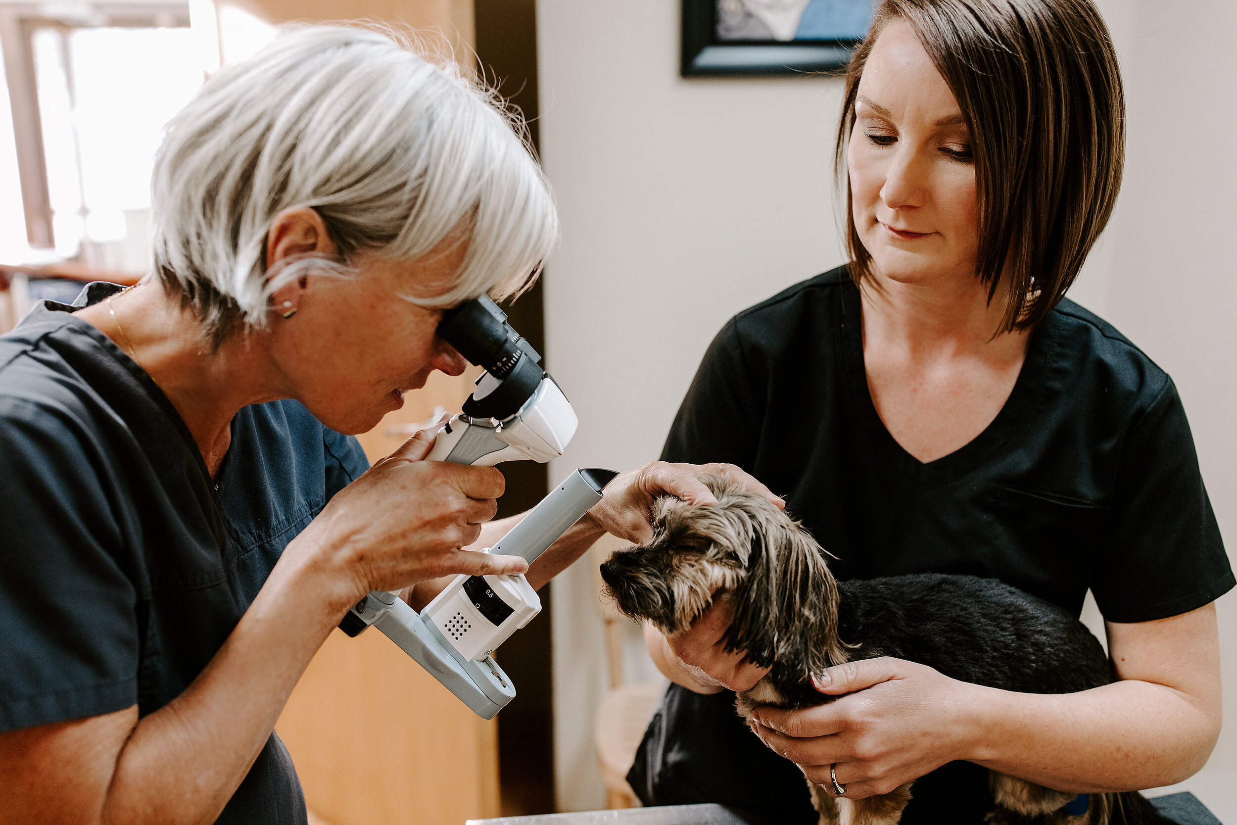 Western Canada Veterinary Eye Specialists, Inc.
