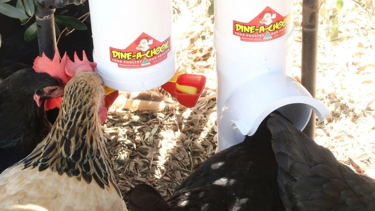 Dine a Chook Chicken Feeder — B&C Plastics: Plastic Injection Moulding ...