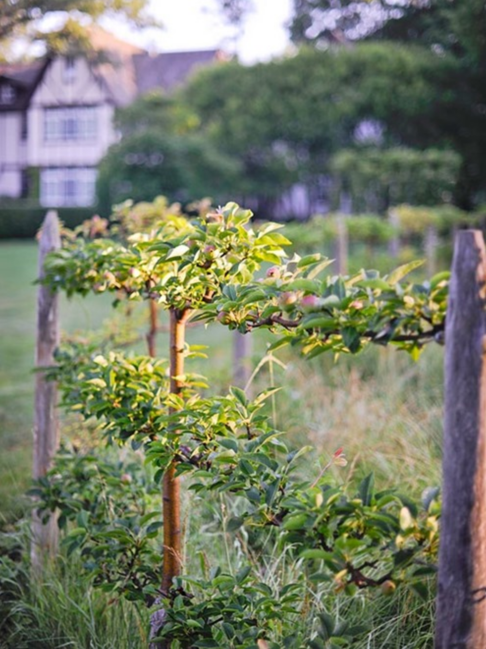 Living Apple Fence