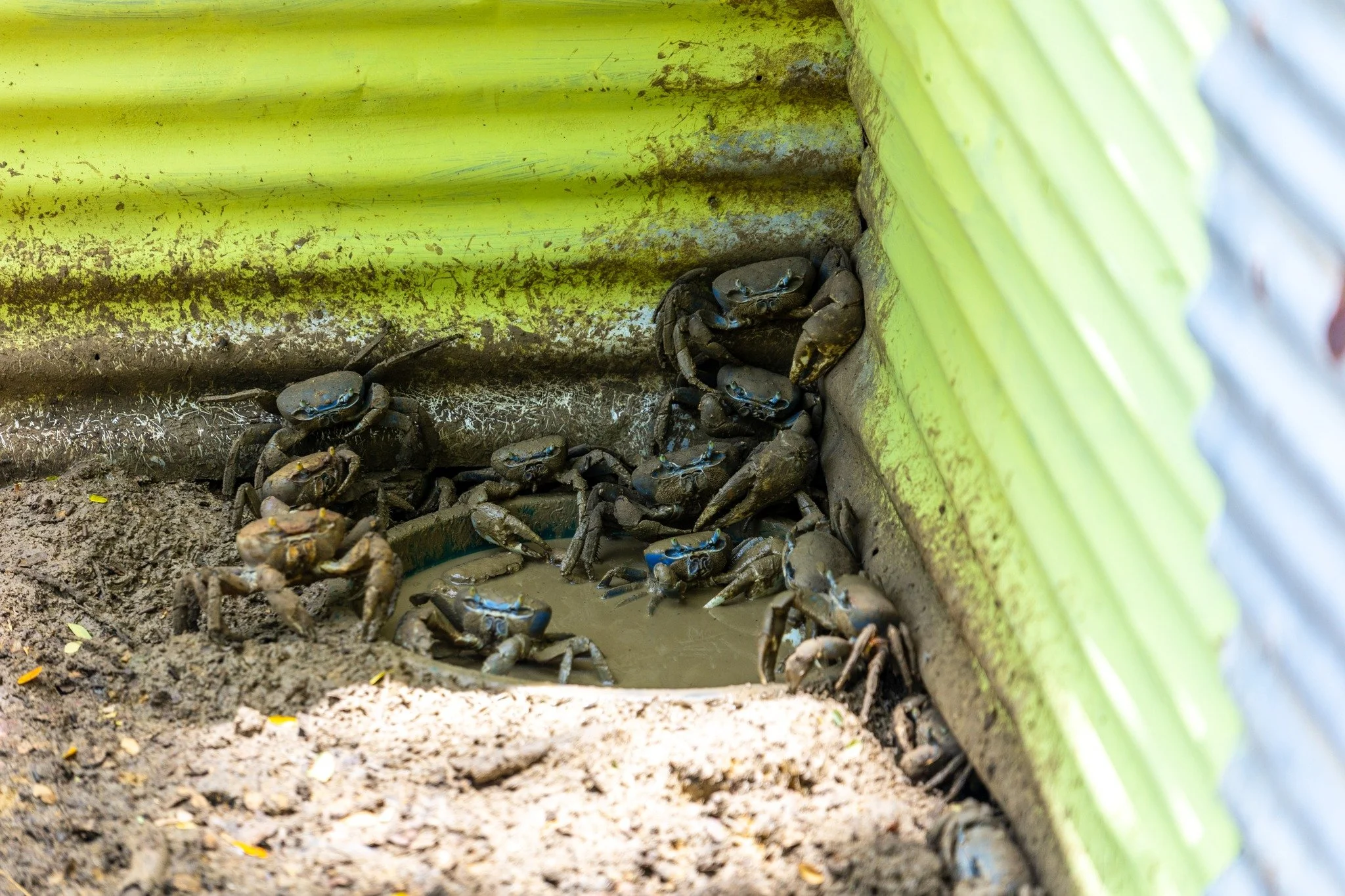 FIRST CRAB FARM LAUNCHED IN TOBAGO — SWF&Co | Public Relations Consultancy