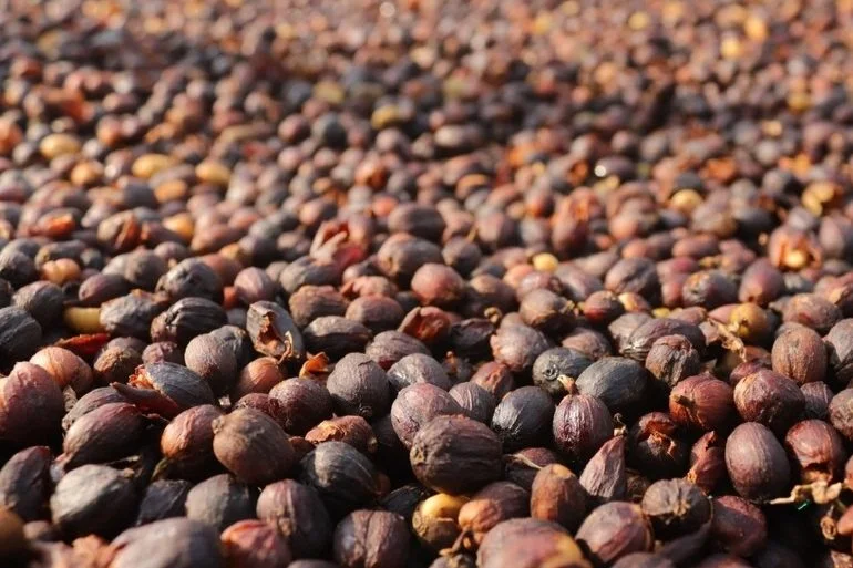 Our Processing Methods for Kona Coffee: Combining Tradition and ...