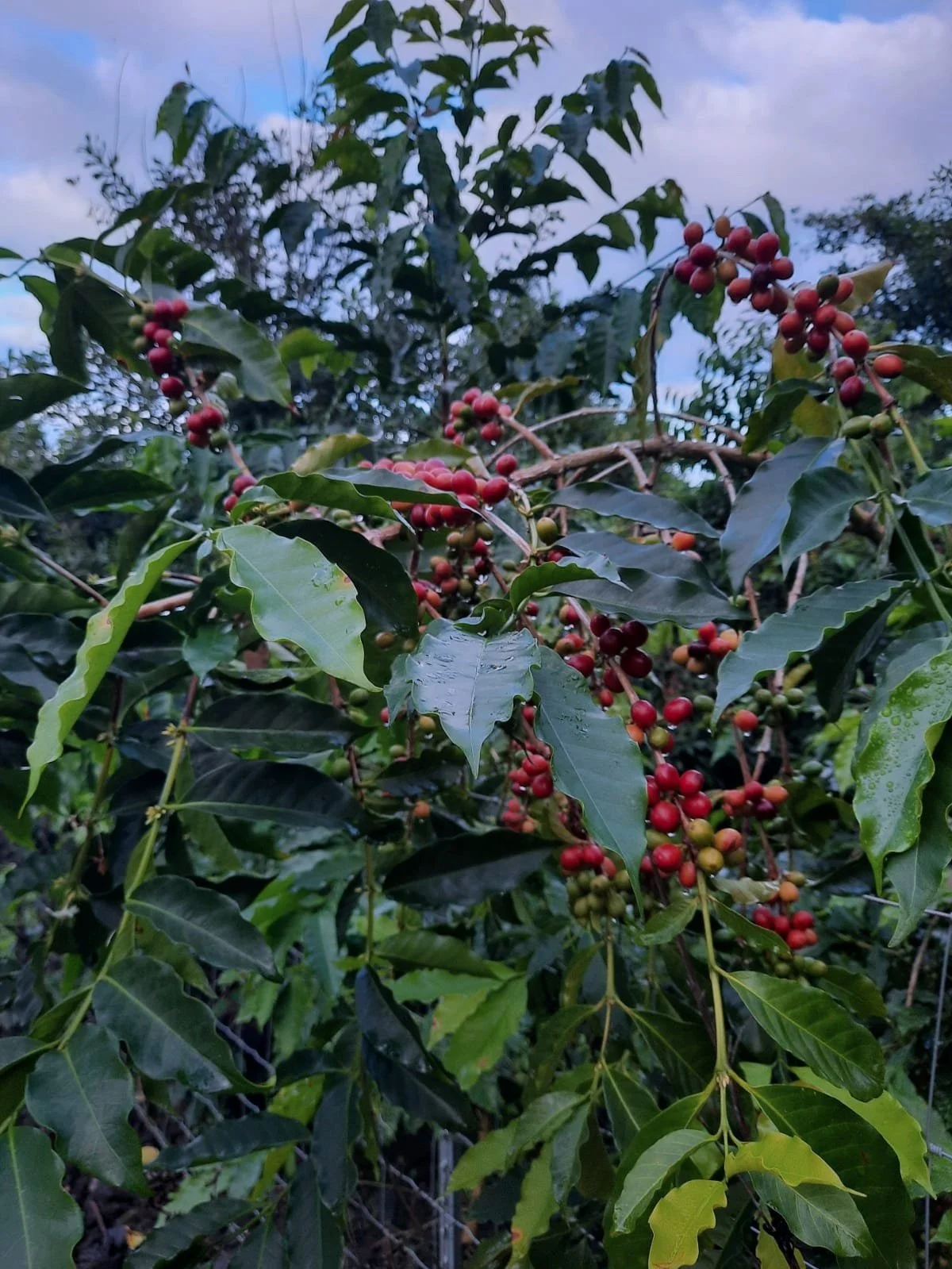 Aloha Star 100% Kona Coffee Farm