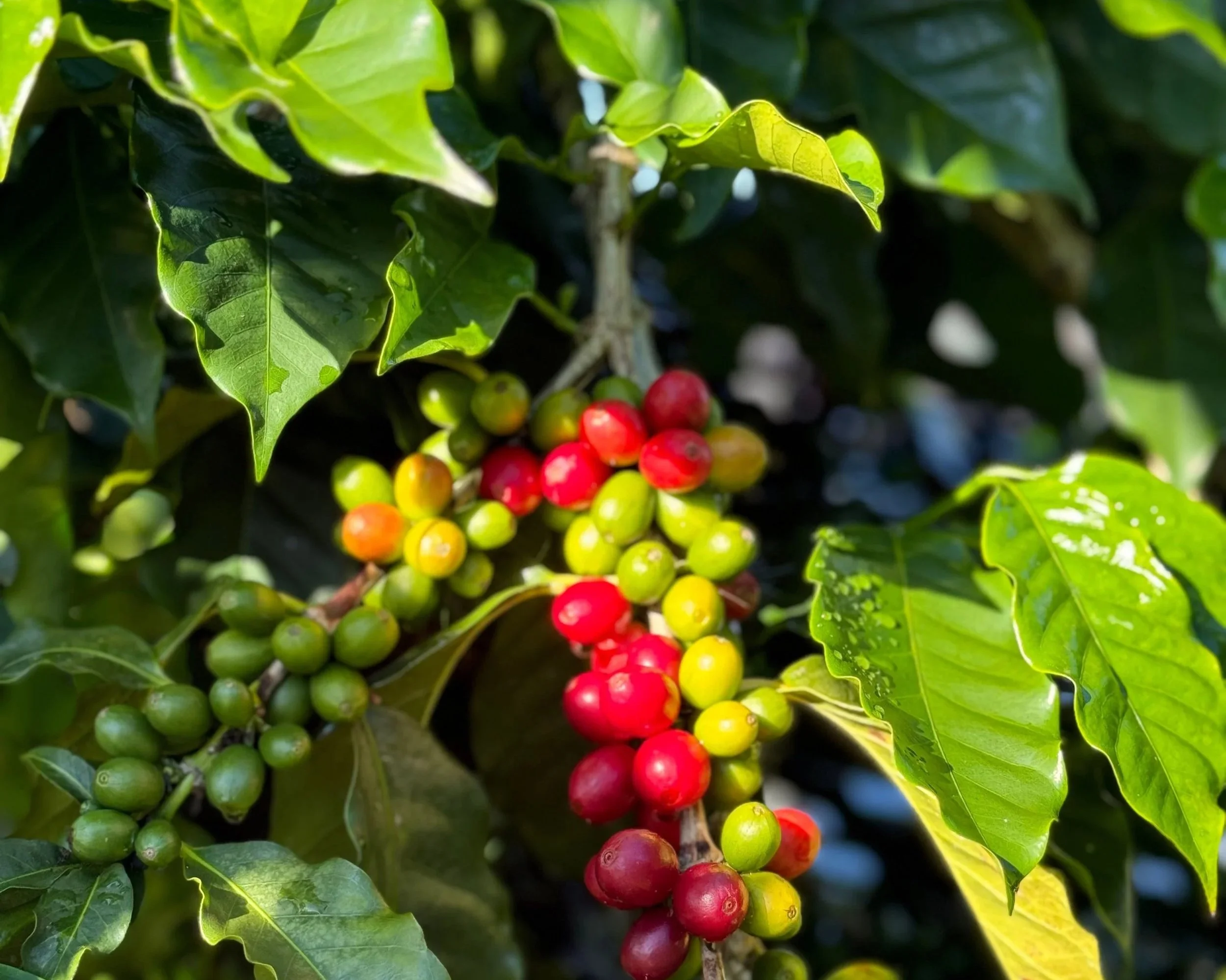 Aloha Star 100% Kona Coffee Farm