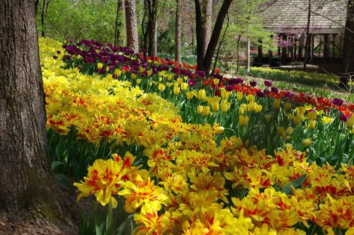Spring Gardening in Arkansas: What to Plant Now — Live Love Arkansas