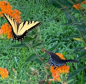 Spring Gardening in Arkansas: What to Plant Now — Live Love Arkansas