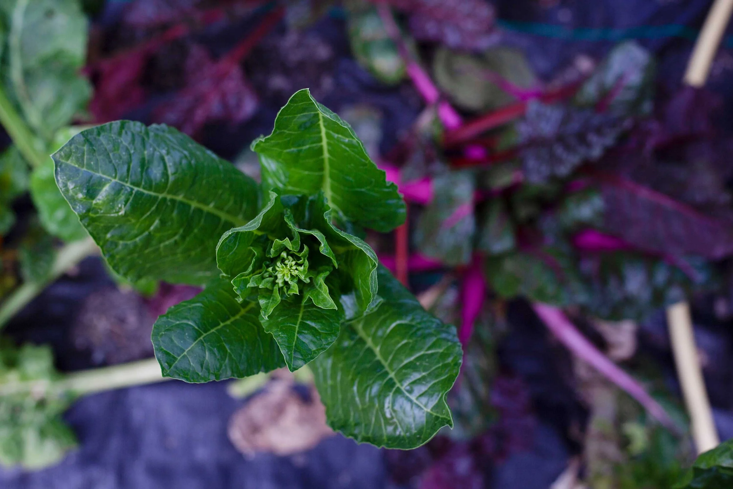 Addington Farm — Studio Momentum