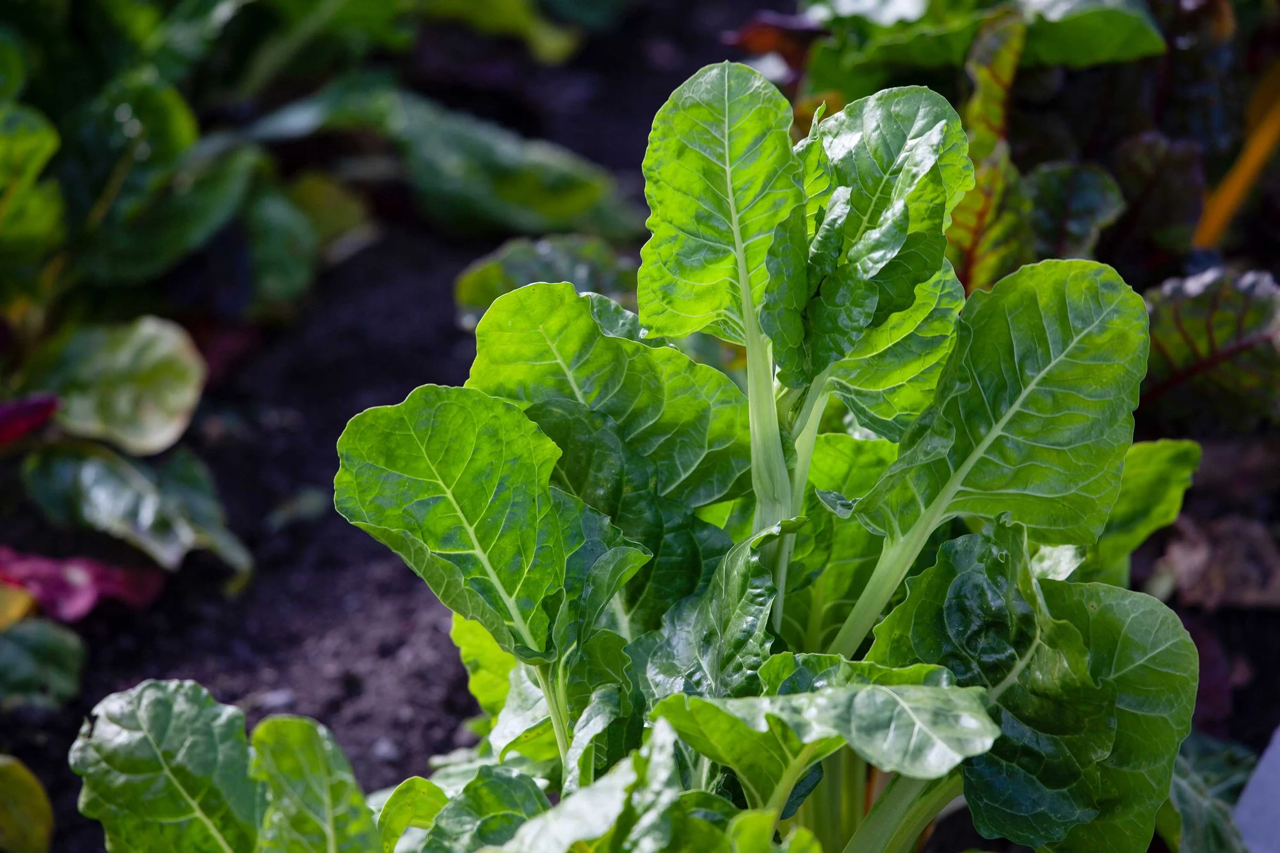 Addington Farm — Studio Momentum