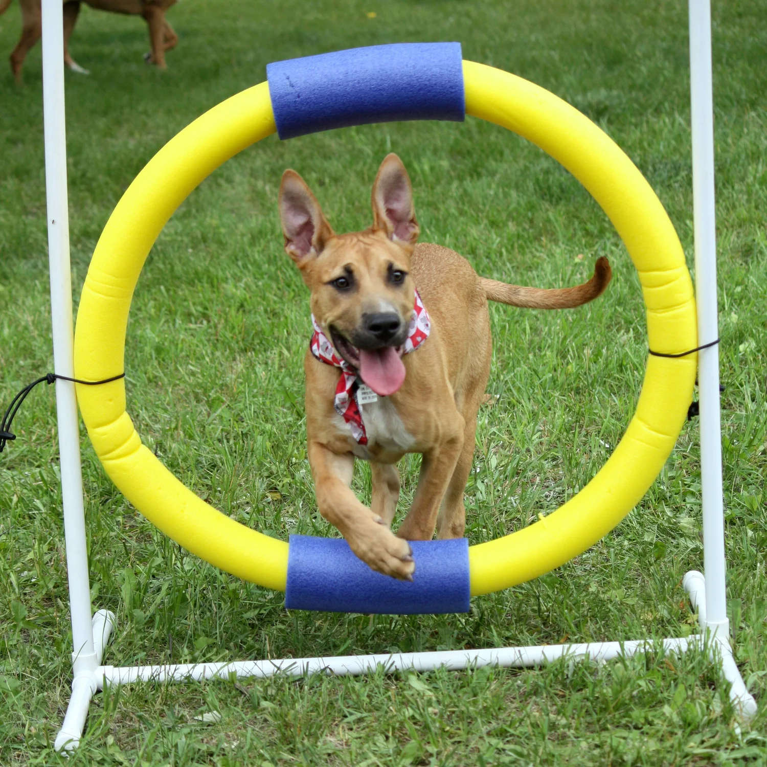 Teacher's Pet Training Academy