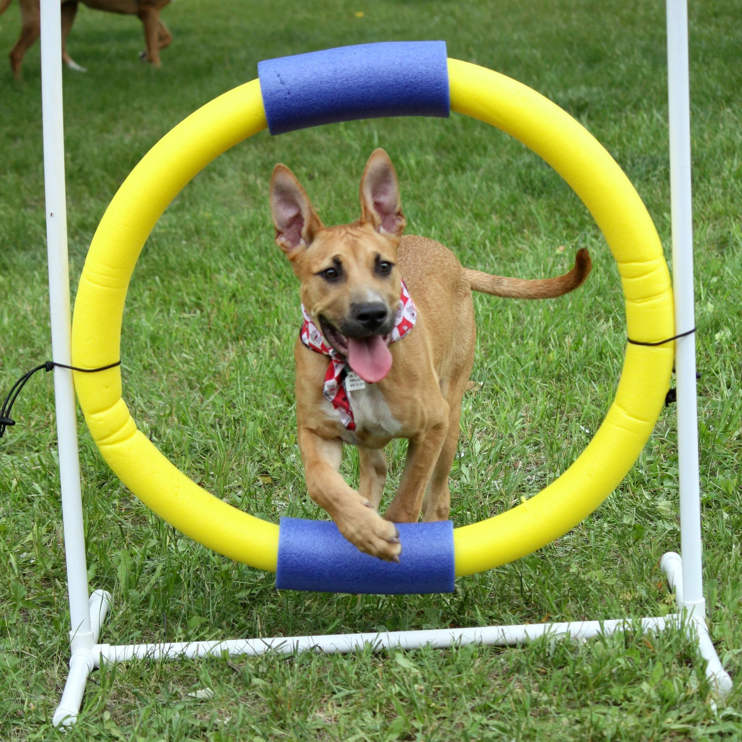 Teacher's Pet Training Academy