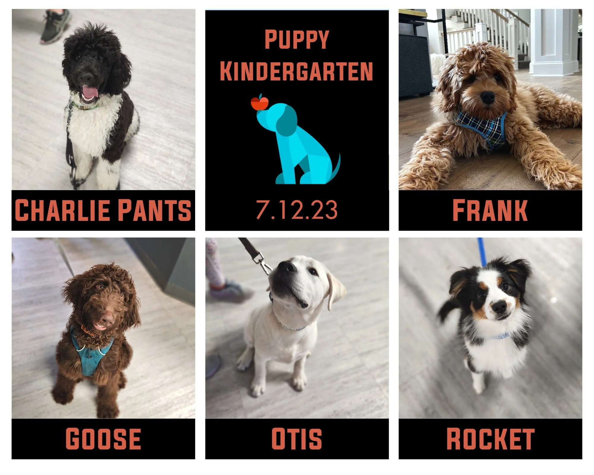 Teacher's Pet Training Academy