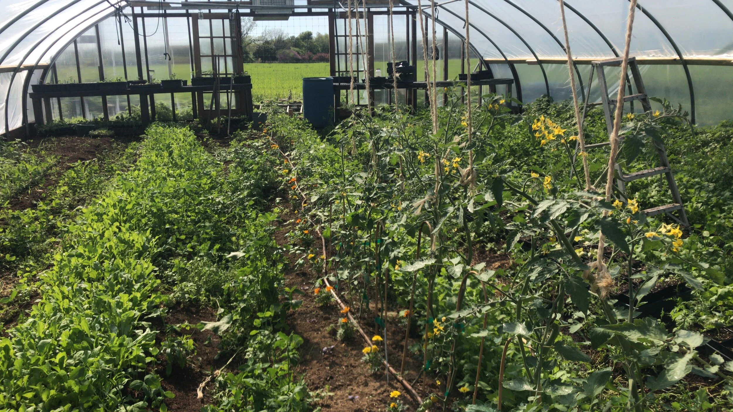 Alley Crops - Southampton, New York, 11968 - Biodynamic Gardens ...