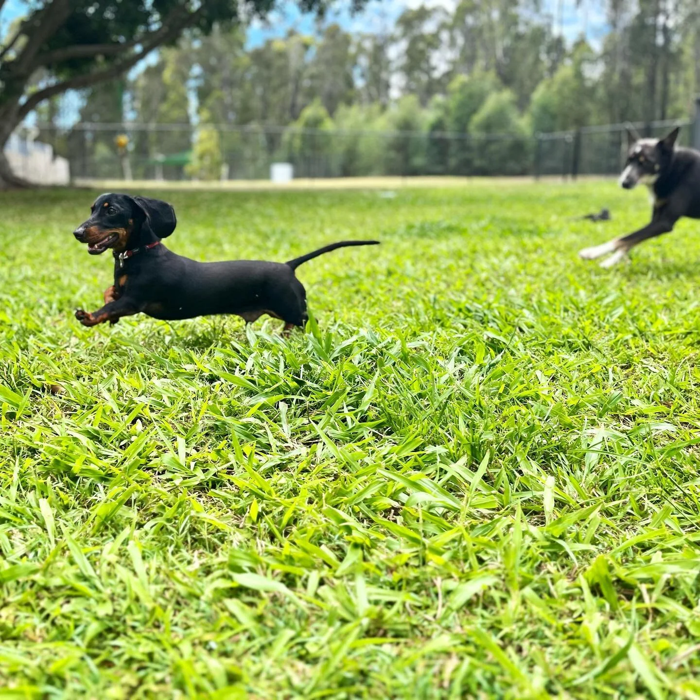 Gallery — Fetch Pet Resort