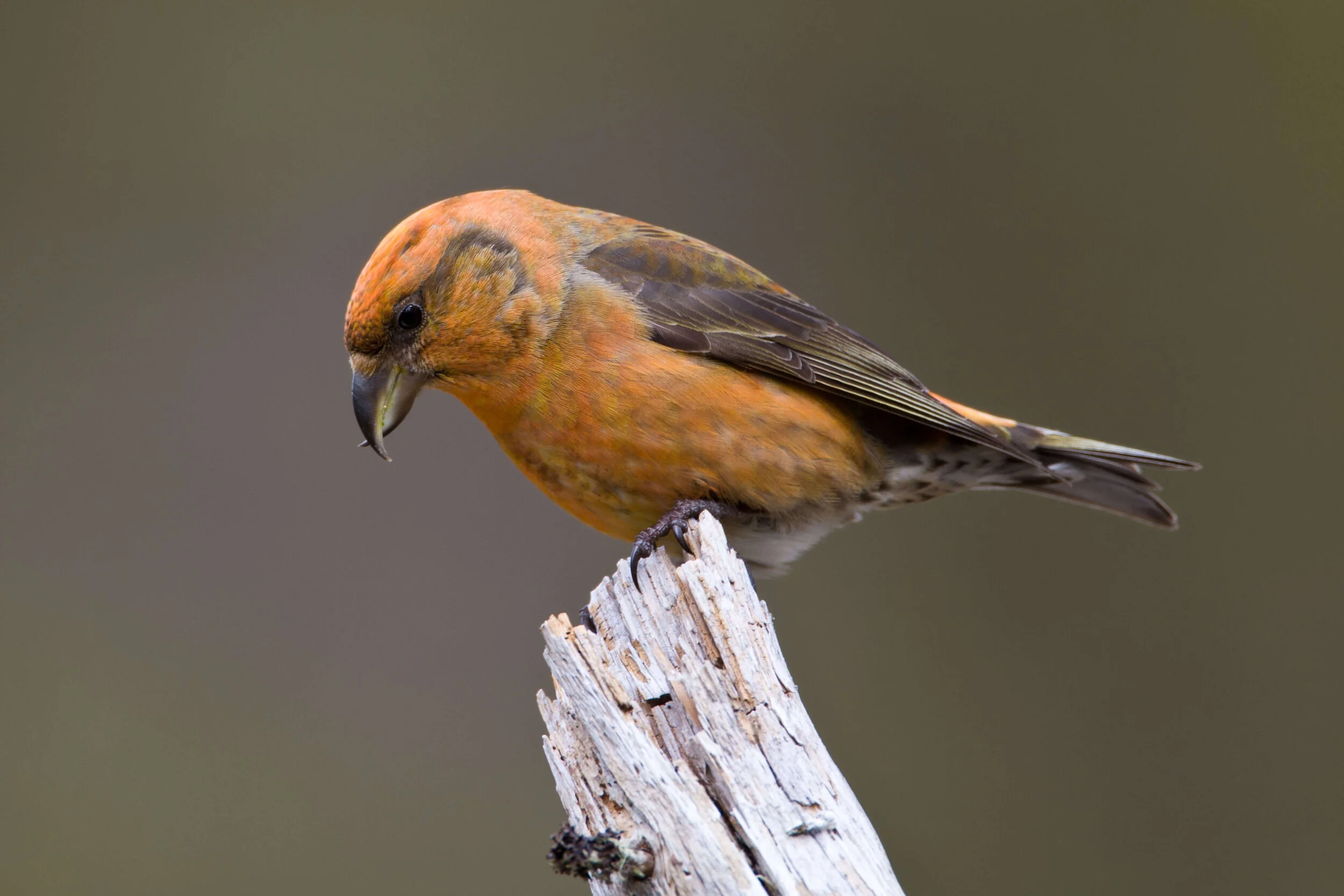 About Crossbill — CROSSBILL GIN