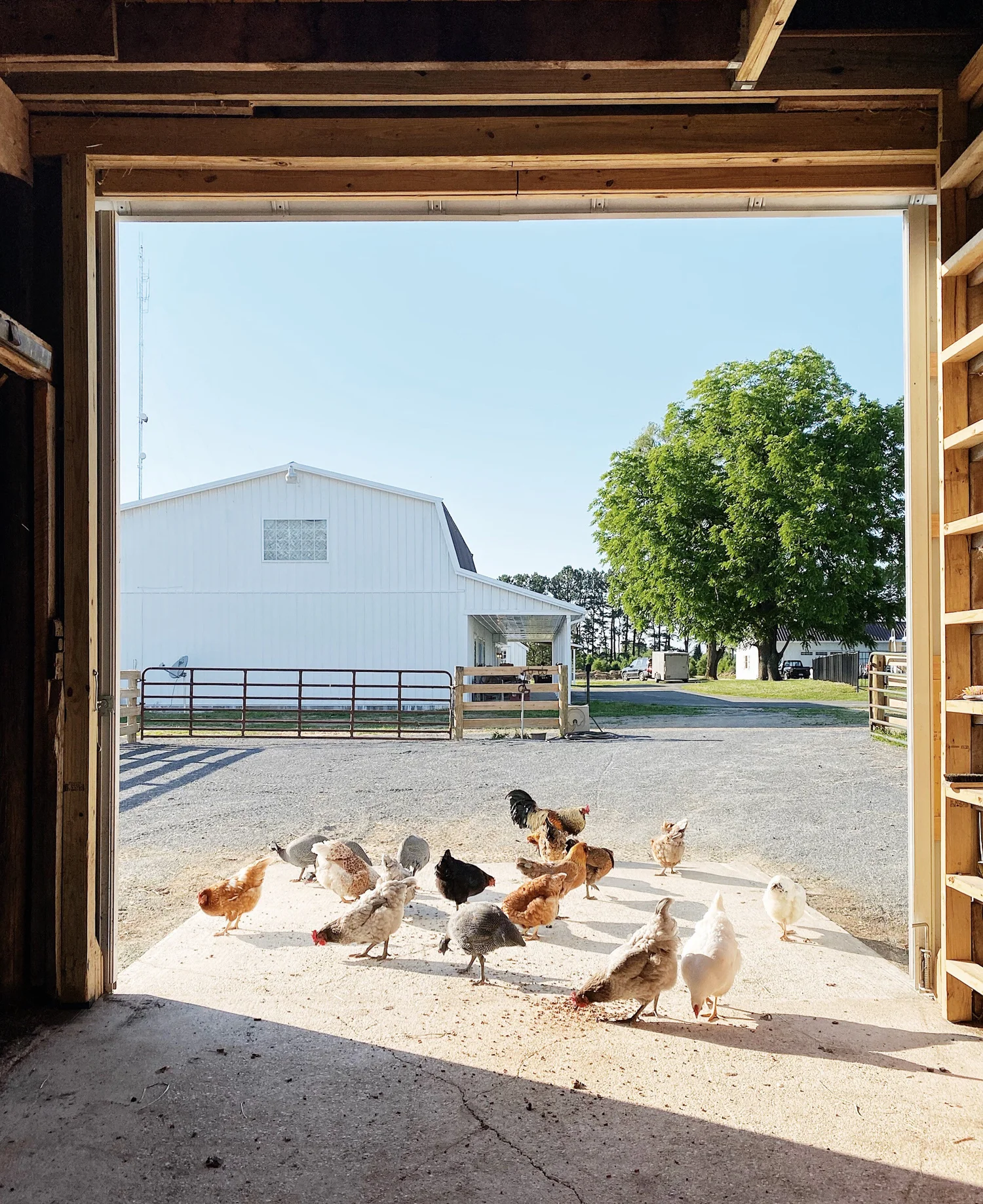 History of Loblolly Acres in Viola Delaware — Loblolly Acres