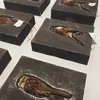 Selva Aparicio is a Spanish-born, Chicago-based artist working across ...
