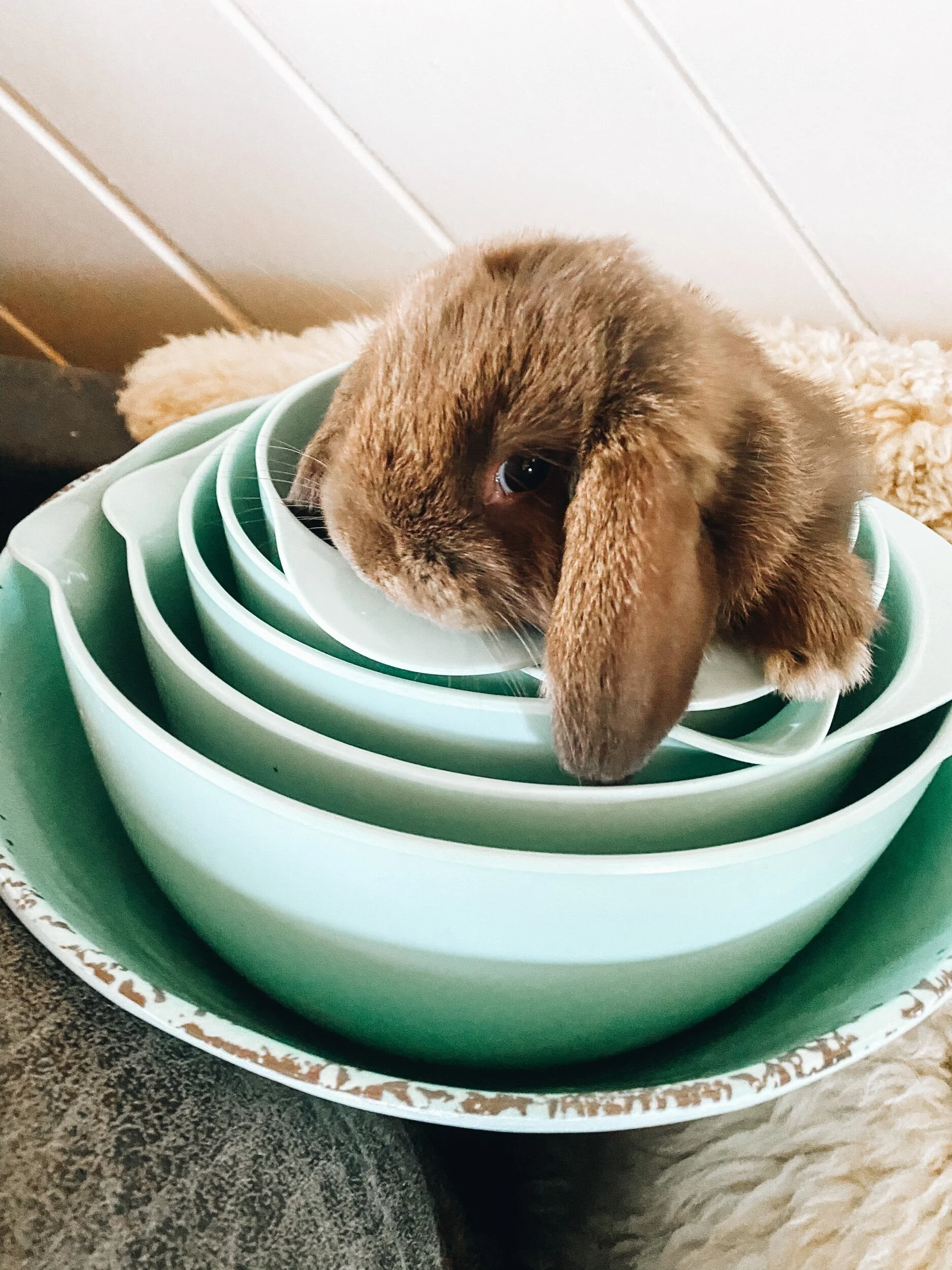 Miniature Cashmere Lop Rabbit