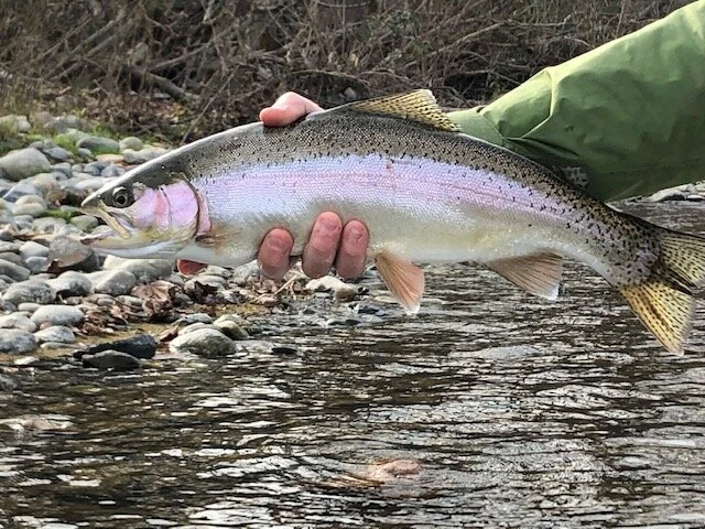 Feather River Fly Fishing Steelhead — Coogan Fly Fishing