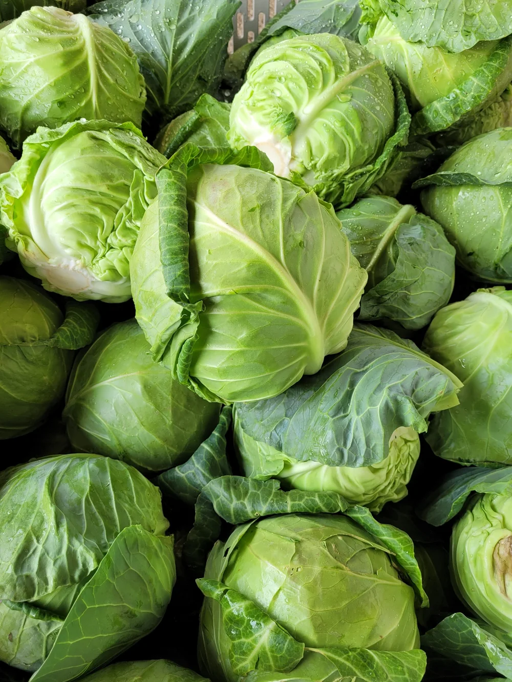 Blog — Clagett Farm