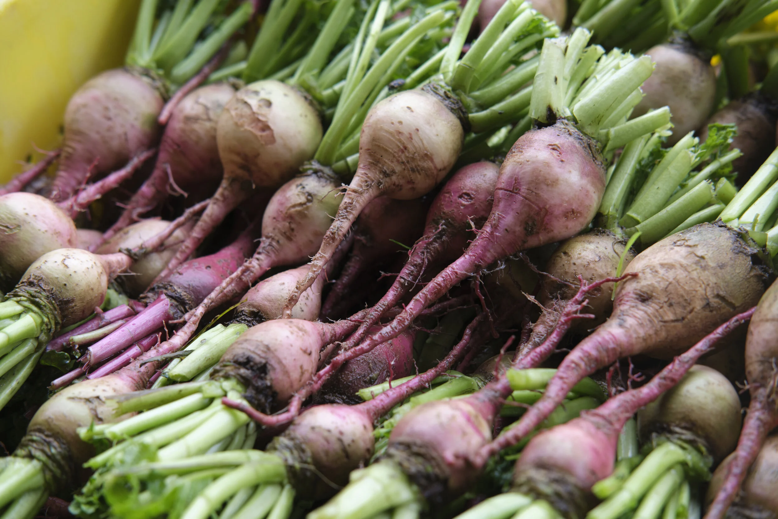 Clagett Farm CSA Share — Clagett Farm