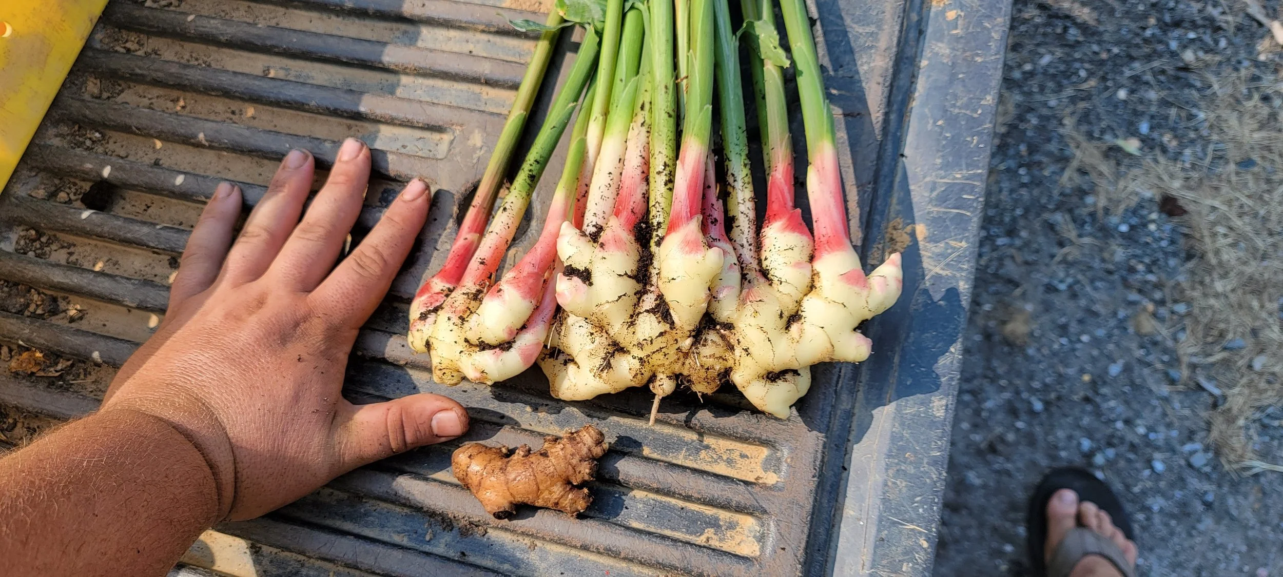 Clagett Farm CSA Share — Clagett Farm
