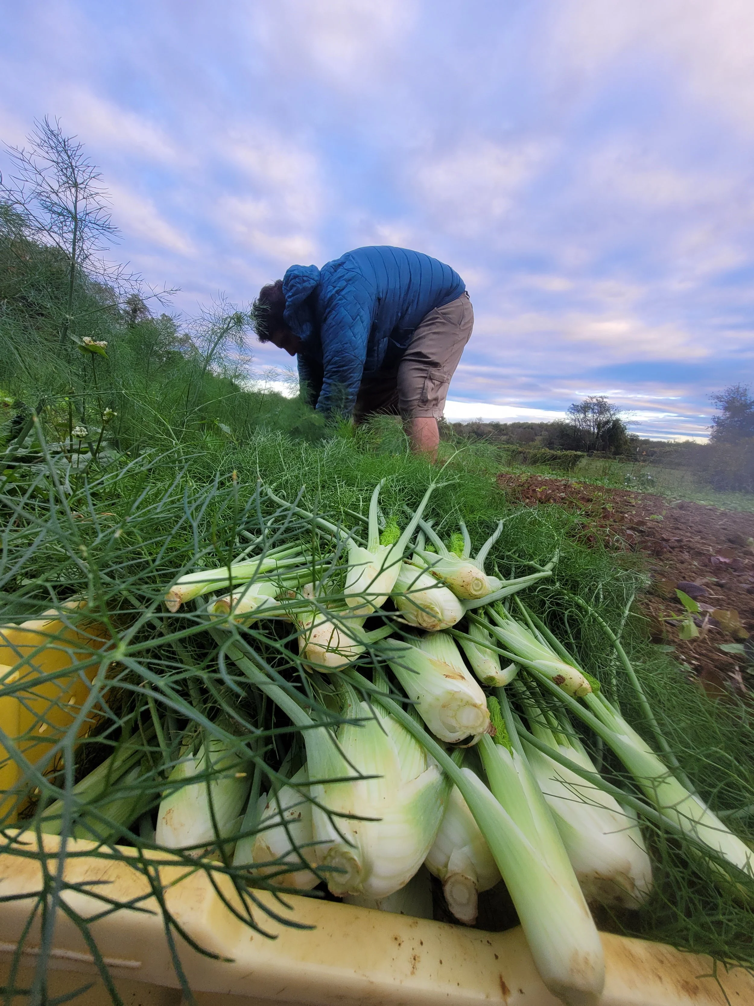 Clagett Farm CSA Share — Clagett Farm