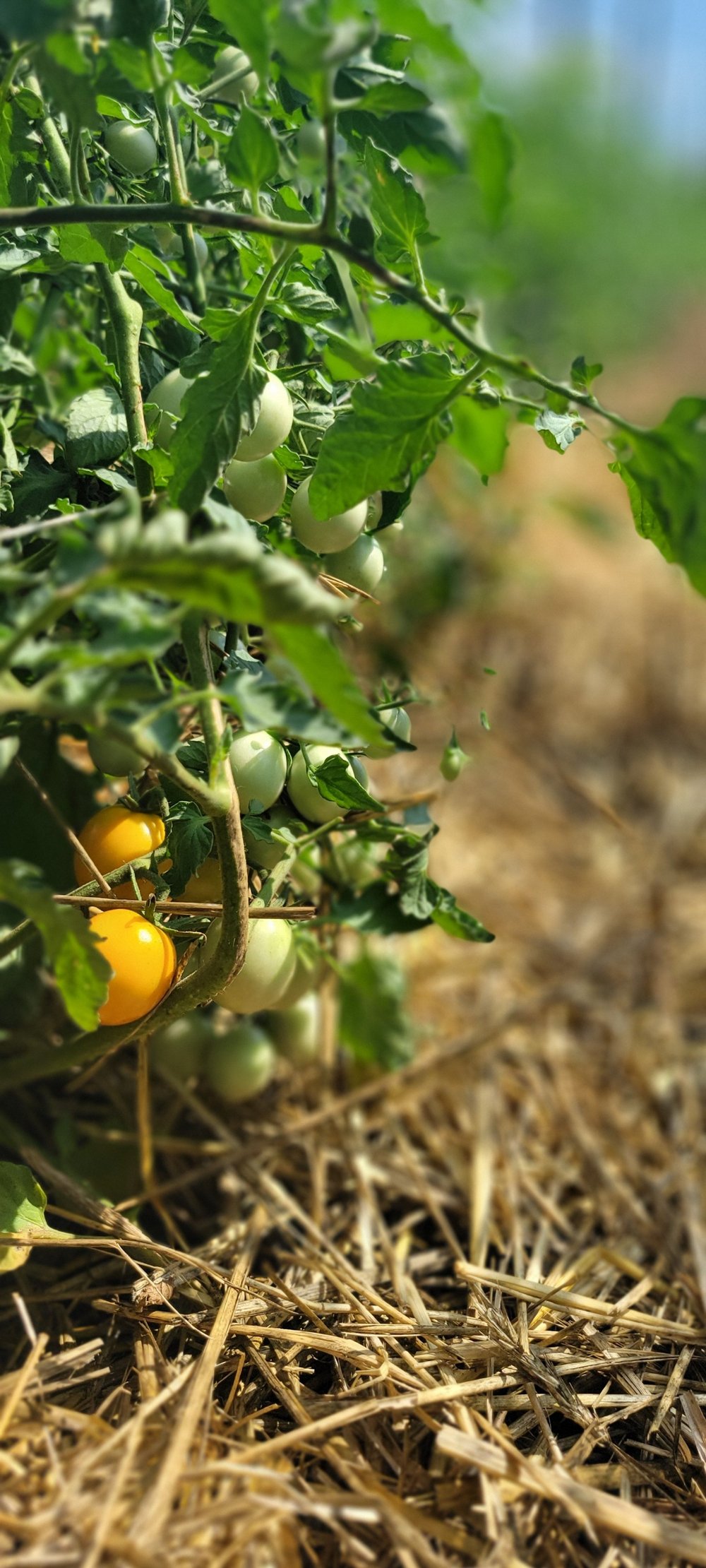 Blog — Clagett Farm