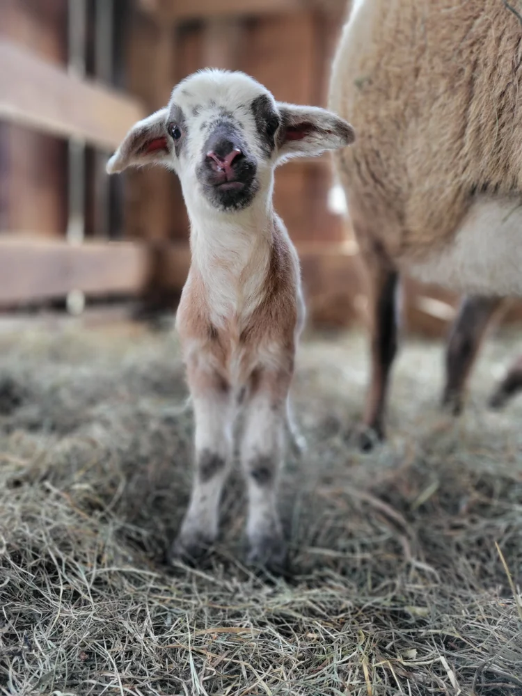 Clagett Farm