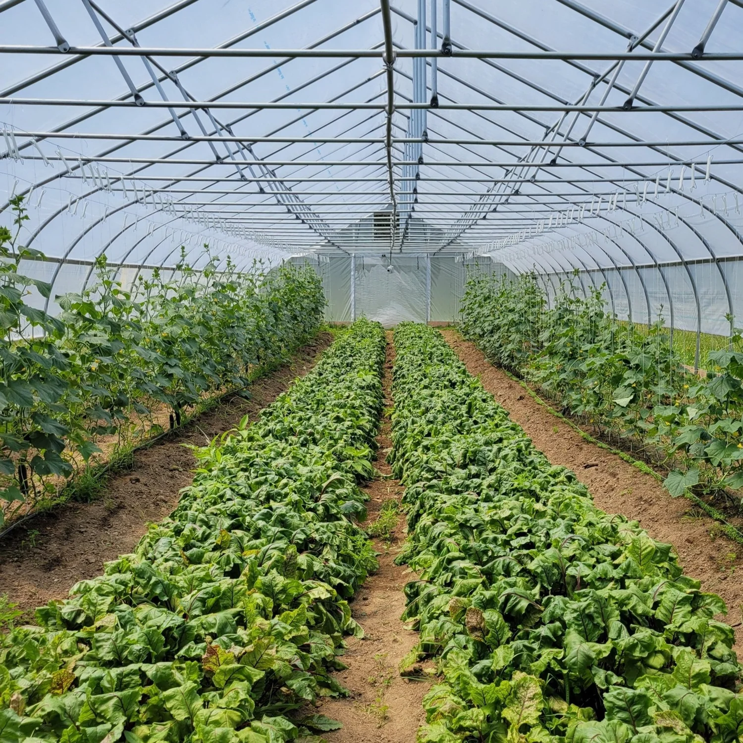 Blog — Clagett Farm