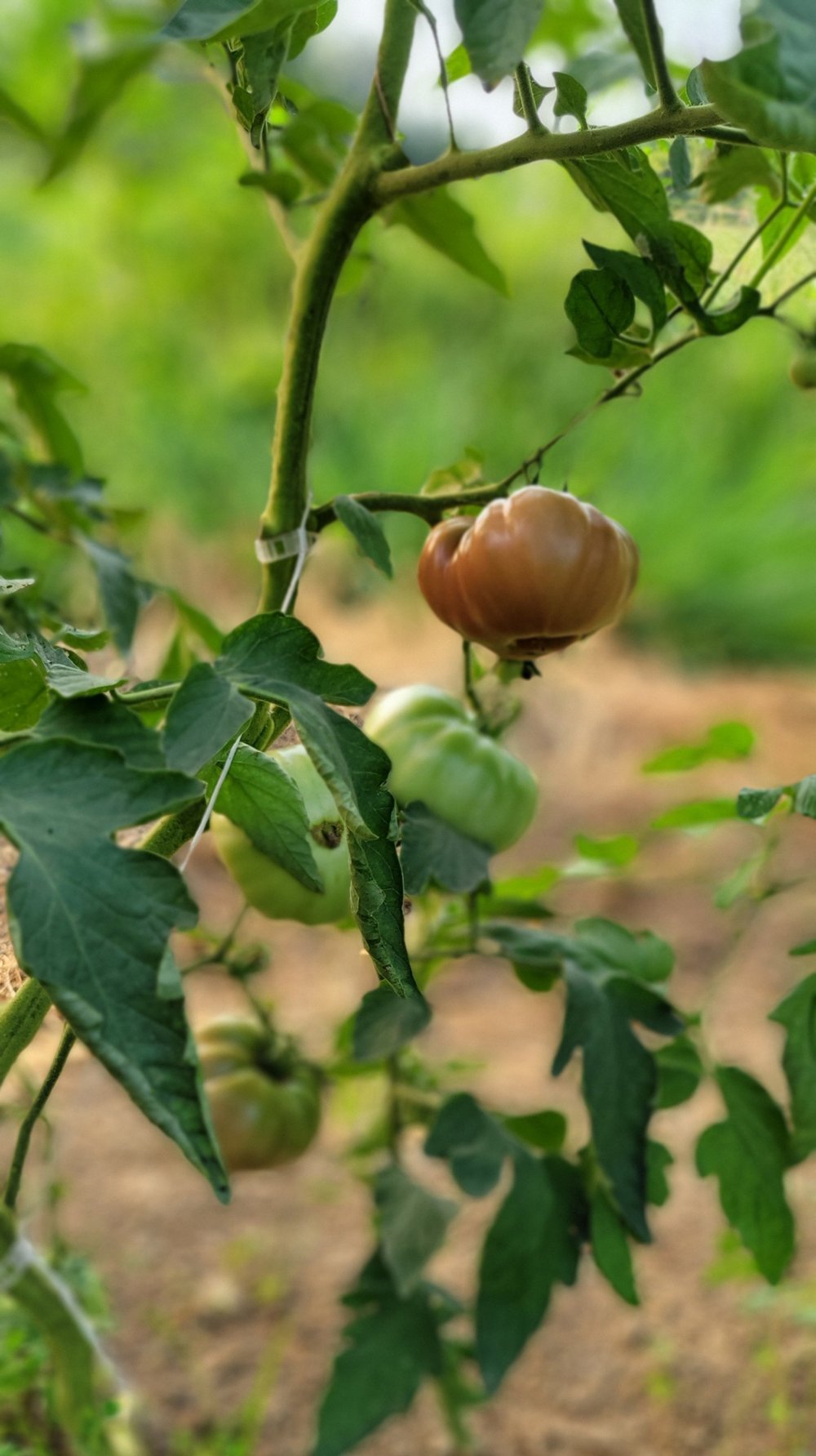 Blog — Clagett Farm