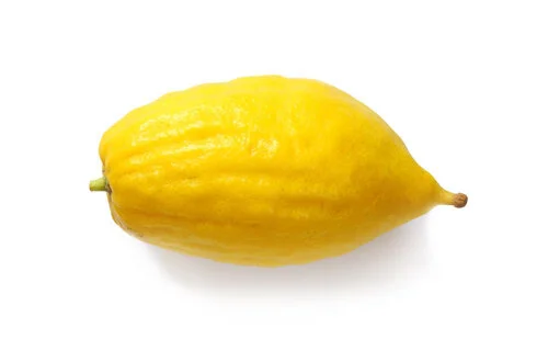 8: Etrog — Risky or Not?