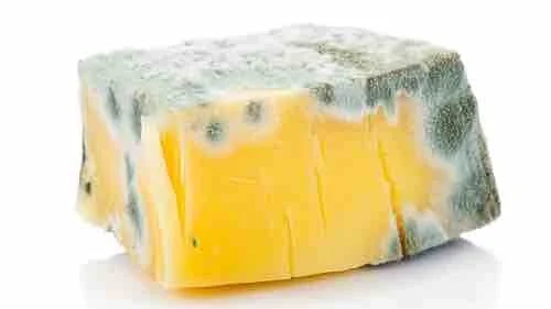 30: Cutting Mold Off Hard Cheese — Risky or Not?