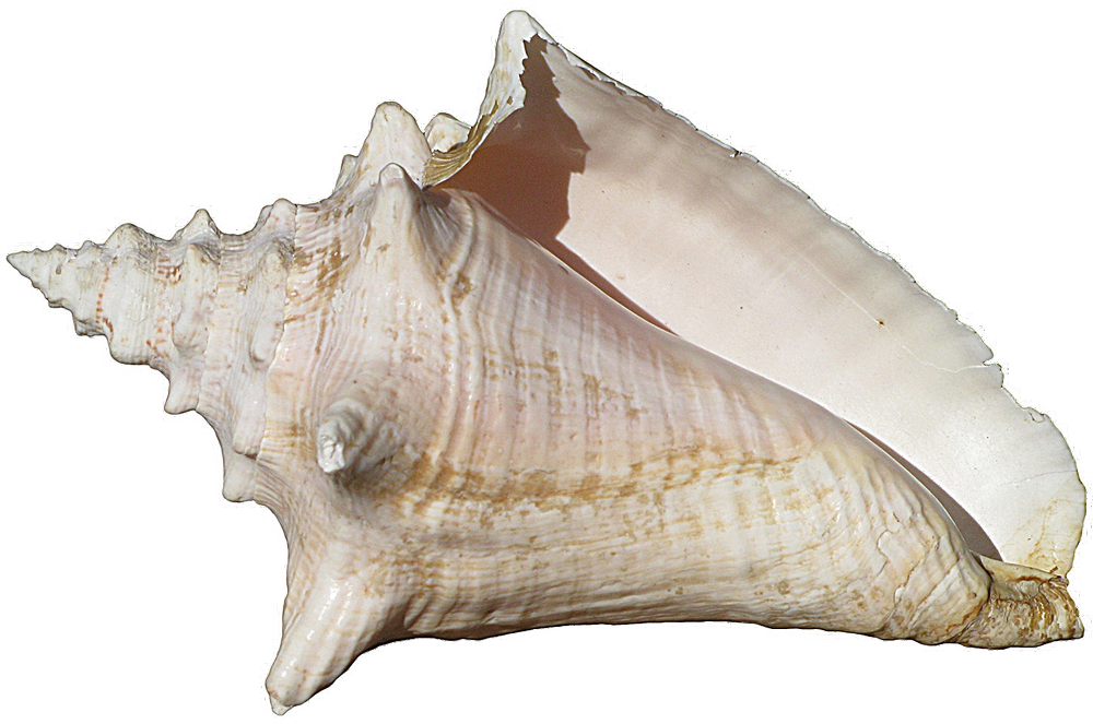 General 2 — sacart