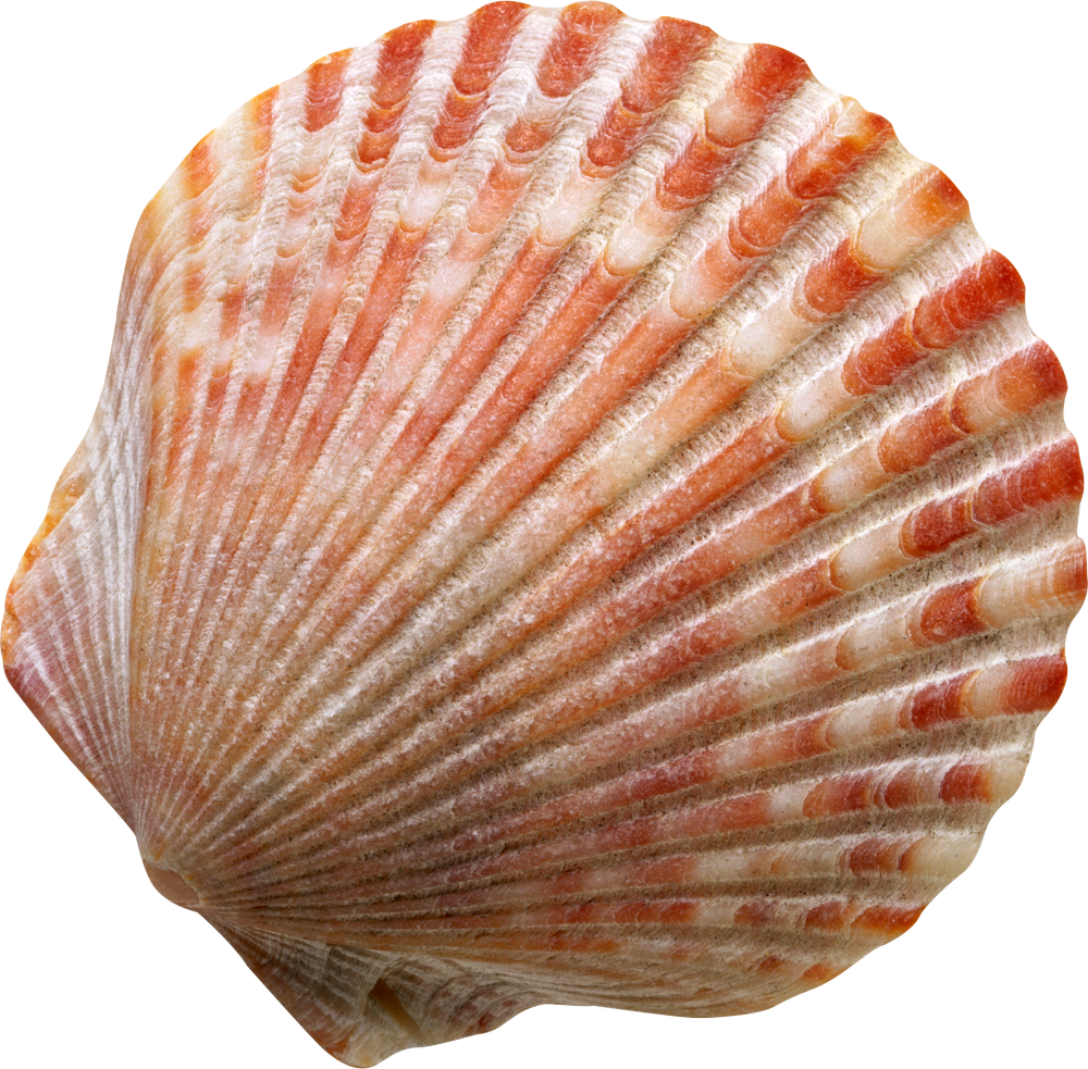 General 2 — sacart