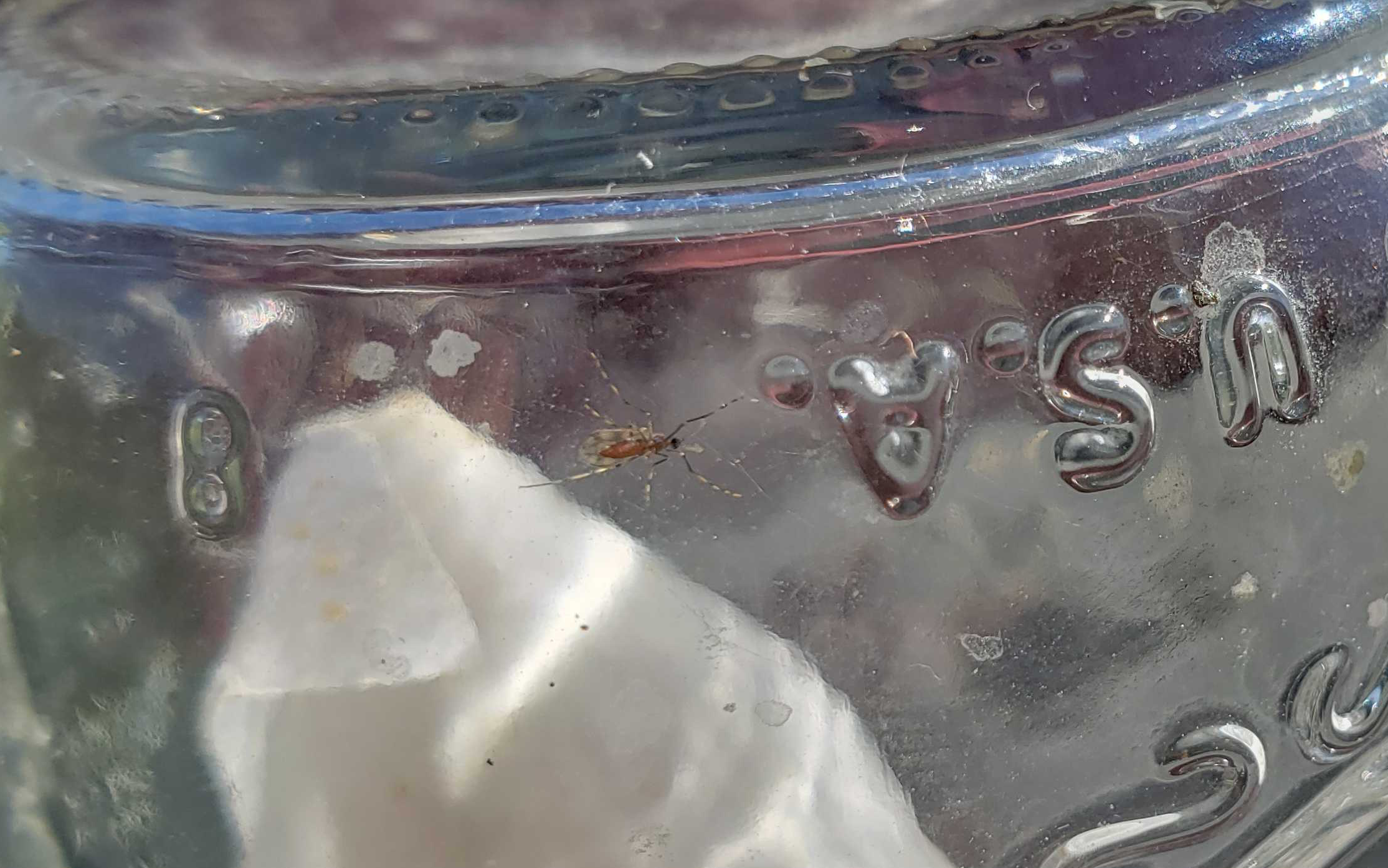 Soybean Gall Midge Alert Network