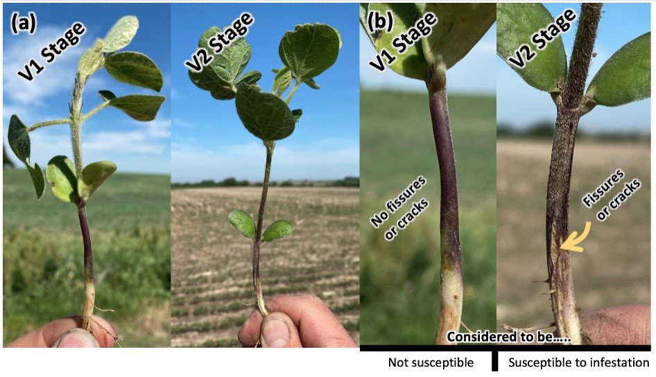 Notifications — Soybean Gall Midge Alert Network