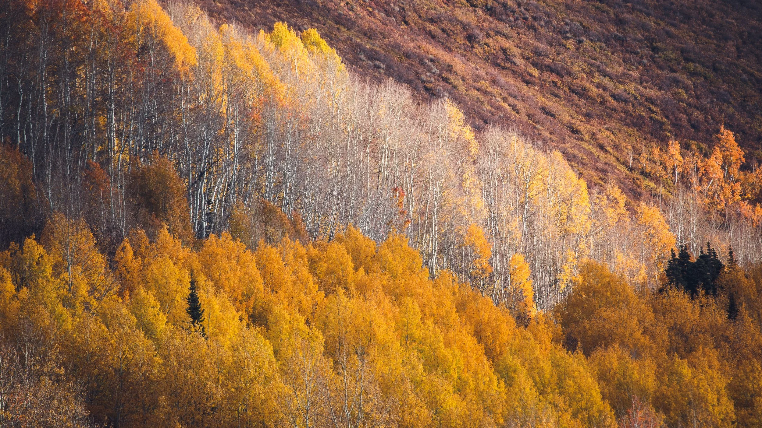 The World We've Borrowed — Jeff Dietrich