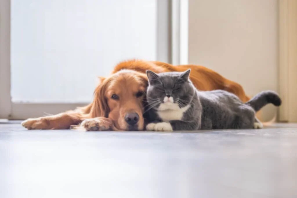 Emotional Support Animal Registration Texas Emotional Support Animal Emotional Support Animal Registration Texas Emotional Support Animal