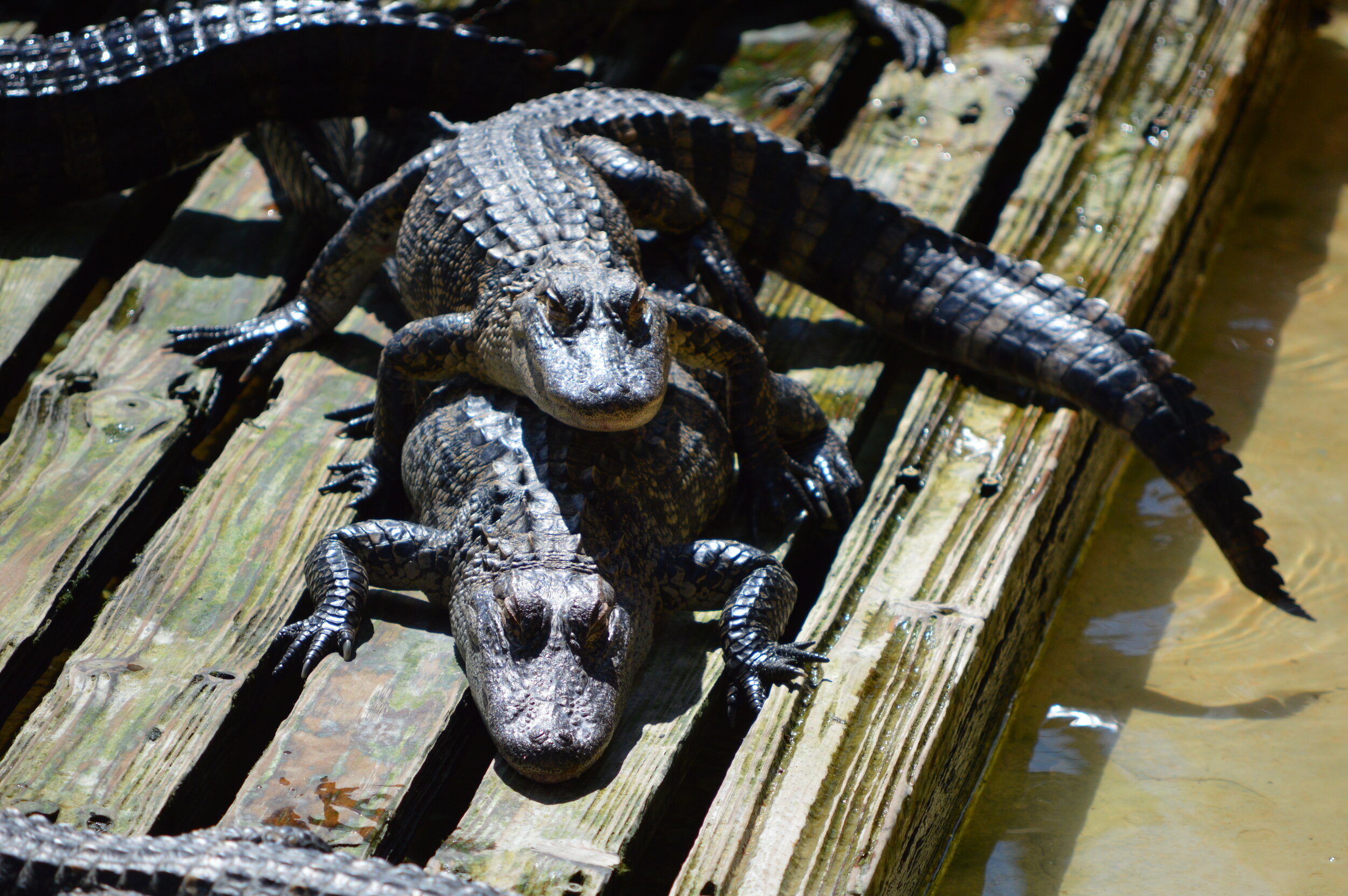 Gatorland — My Traveling Habit