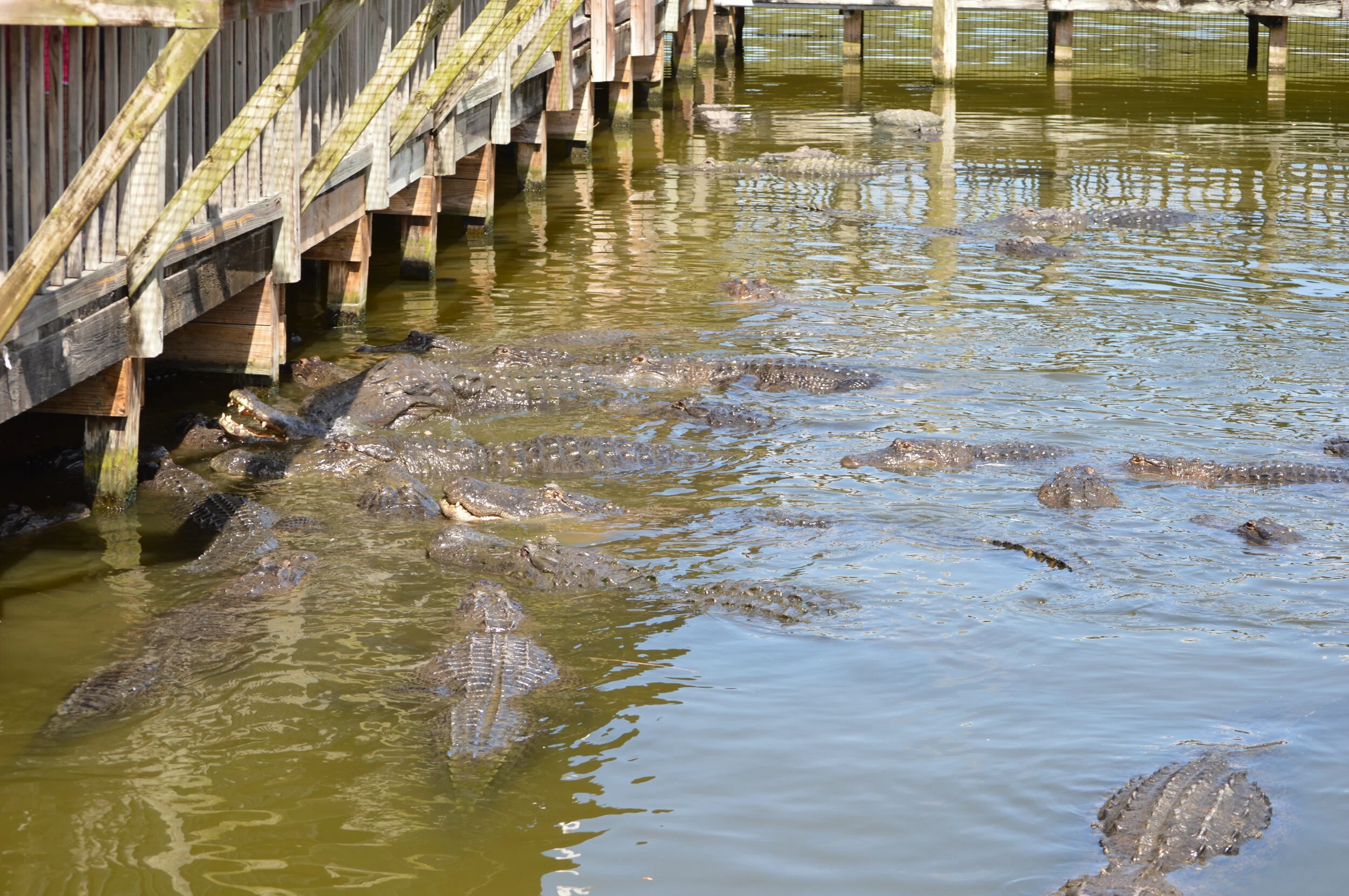 Gatorland — My Traveling Habit