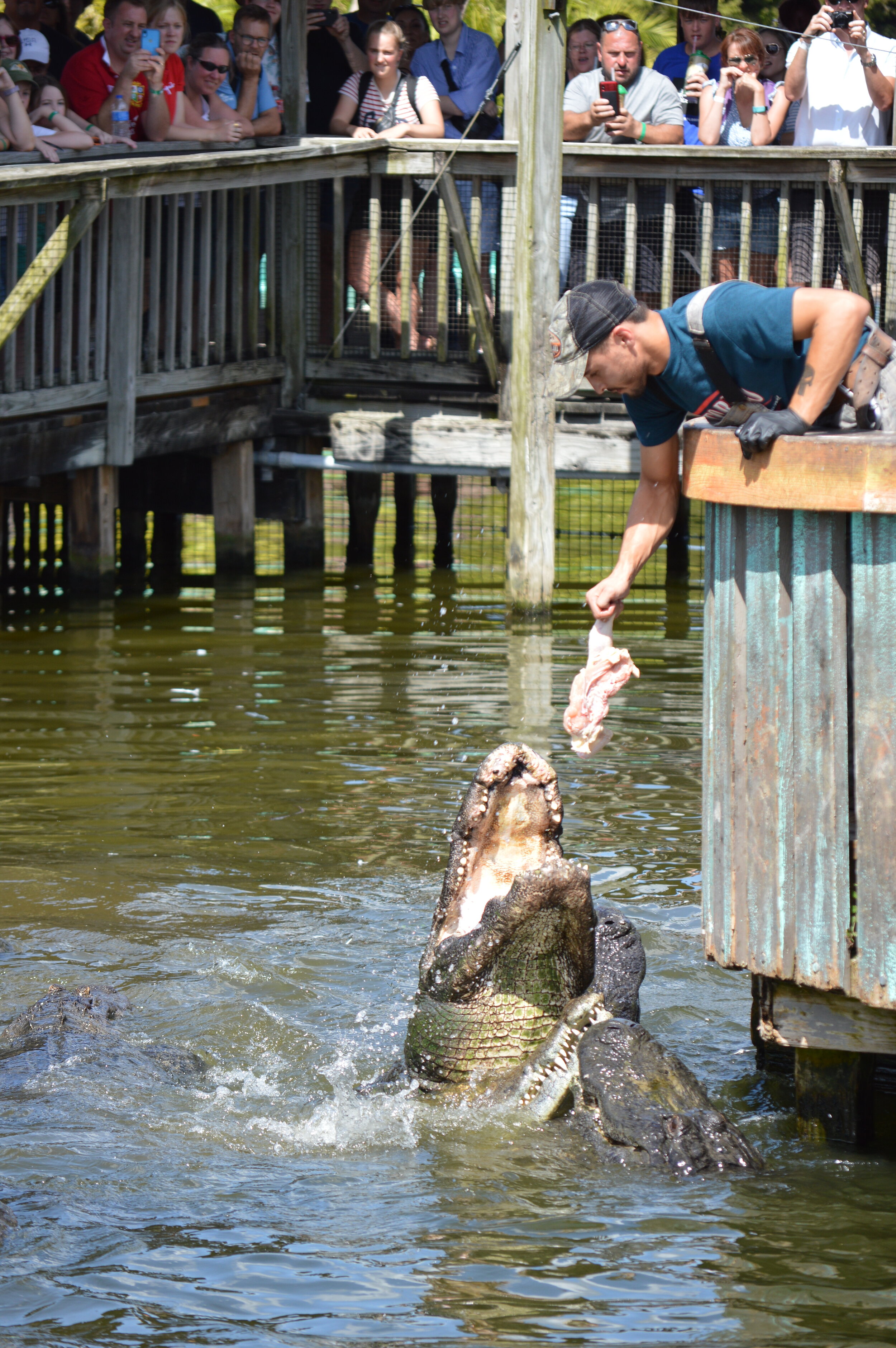 Gatorland — My Traveling Habit
