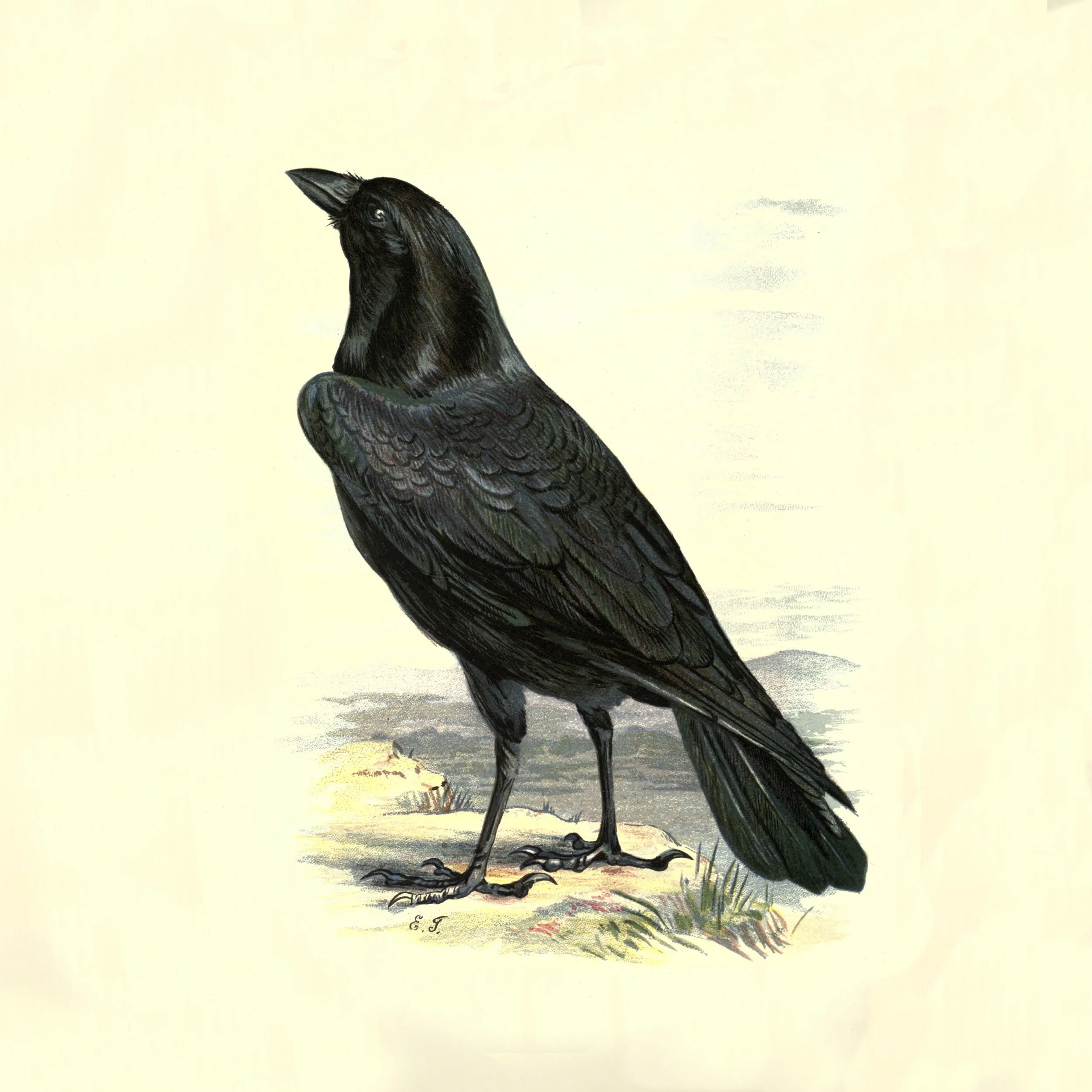 Henry Real Bird at the National Cowboy Poetry Gathering — The Wind