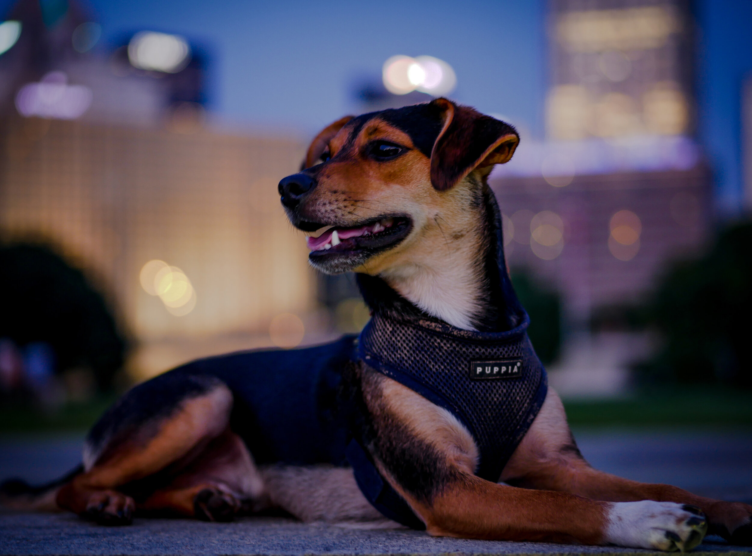 Bobby Regan Photography