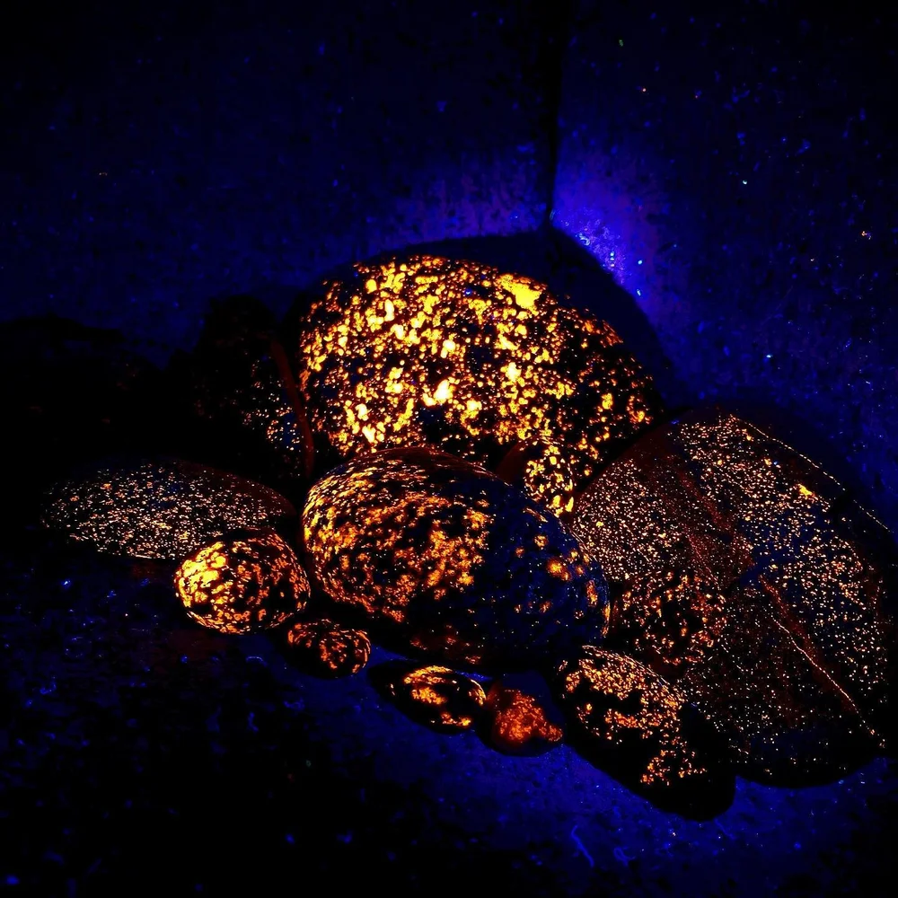 Metal Detecting Videos & Channels — Metal Detecting Life